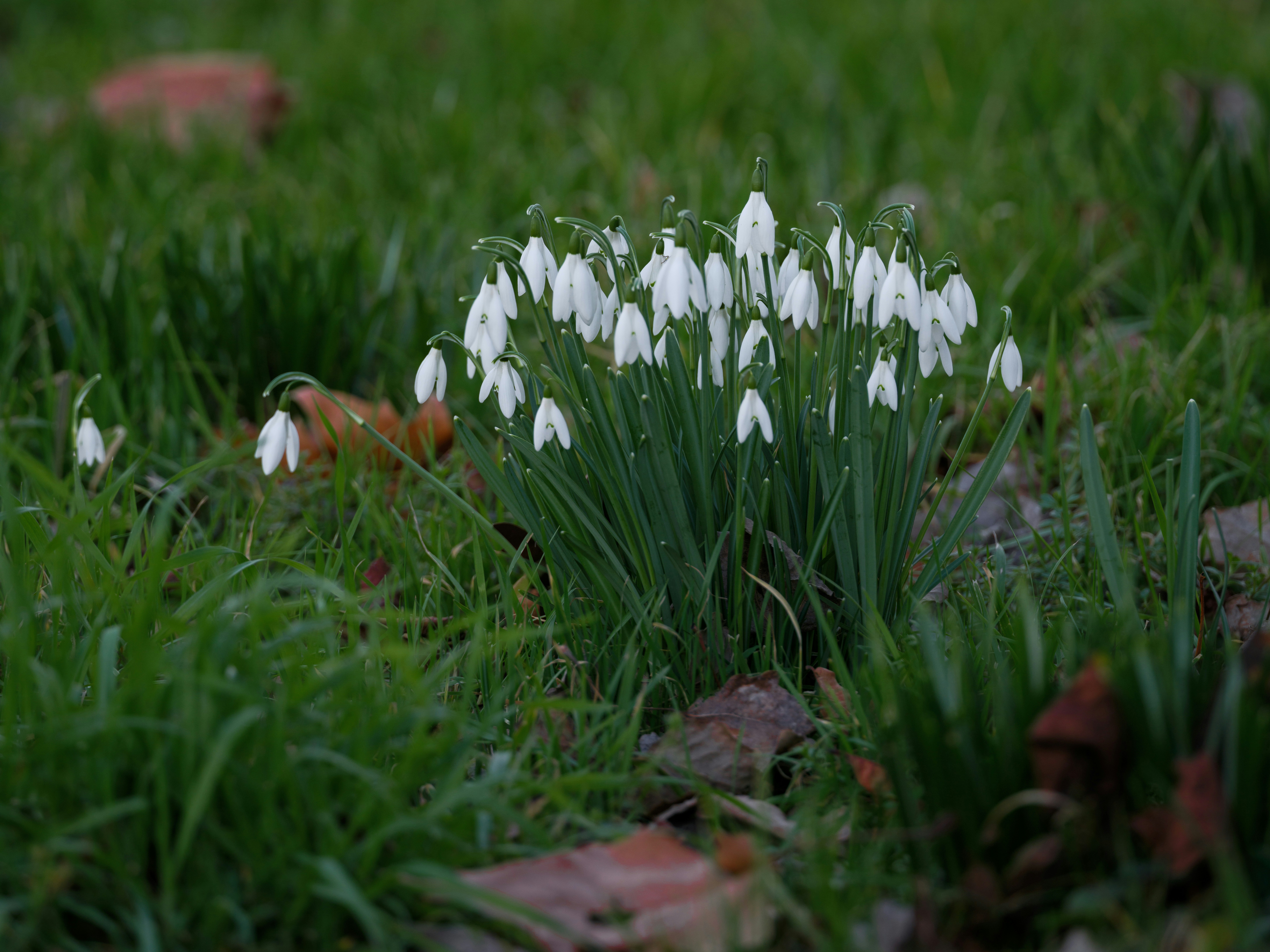 Snowdrop Choir in a Quiet Meadow