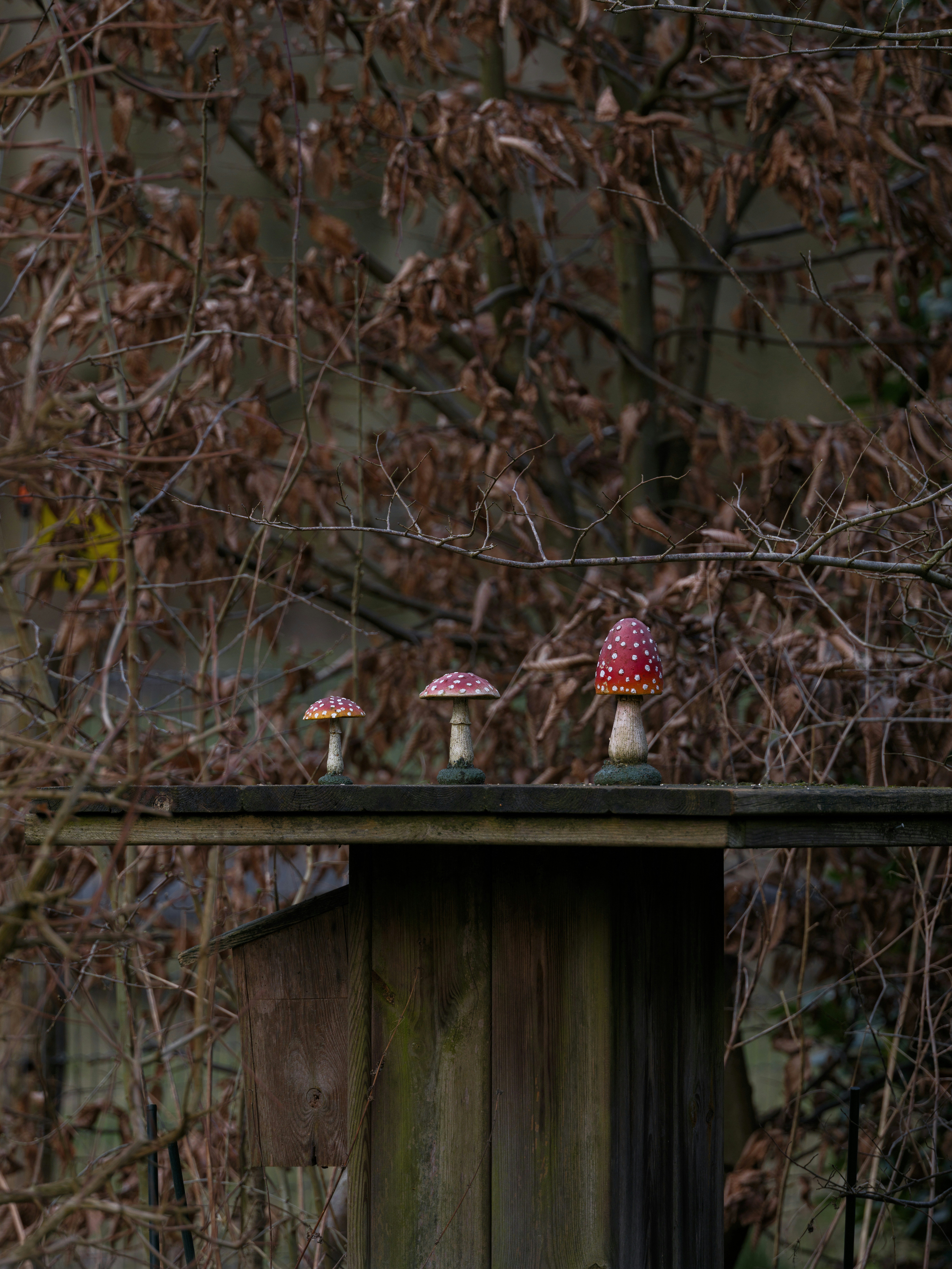 Mushroom Choir atop a Weathered Platform
