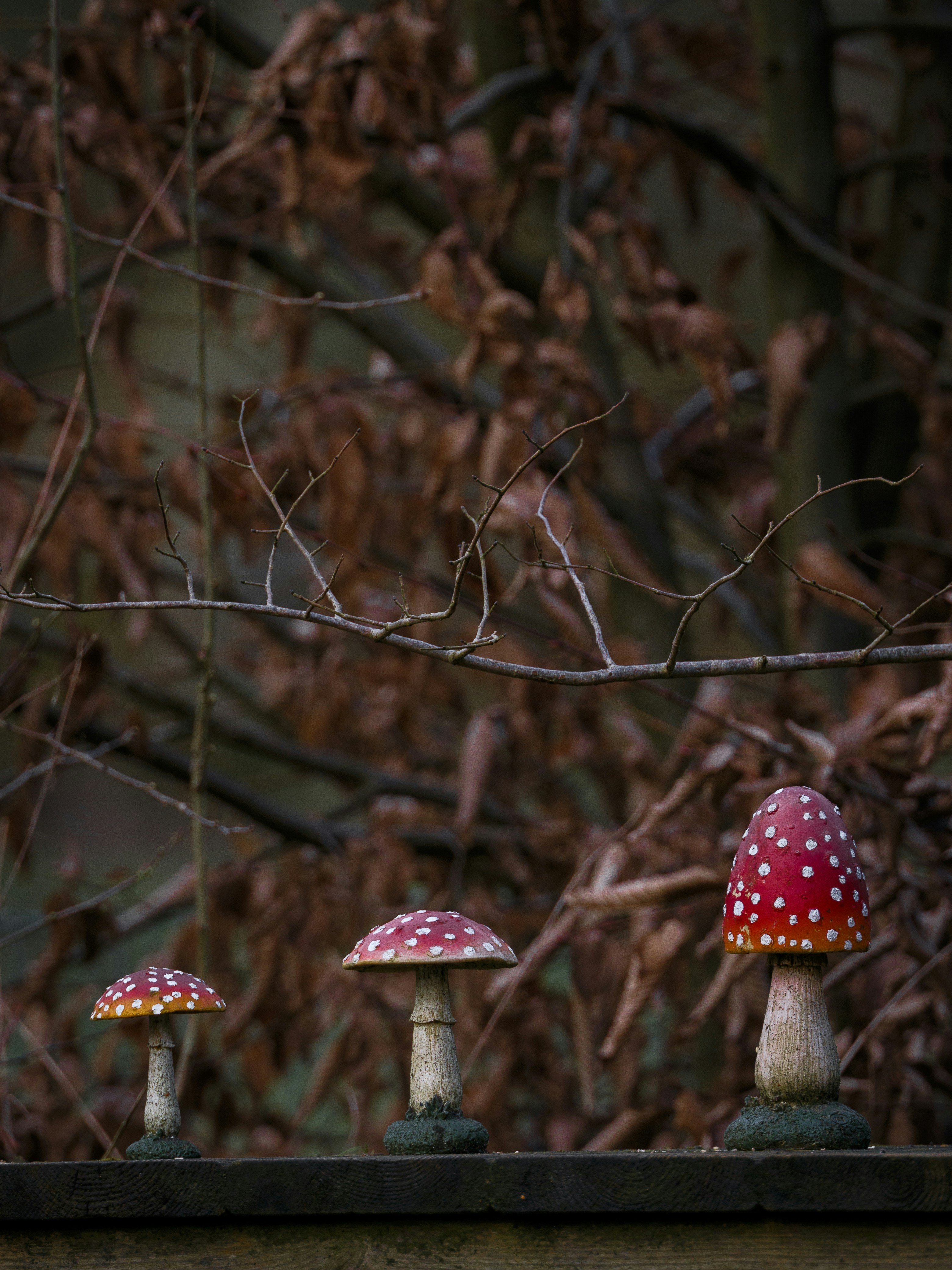 Mushroom Choir on Weathered Planks
