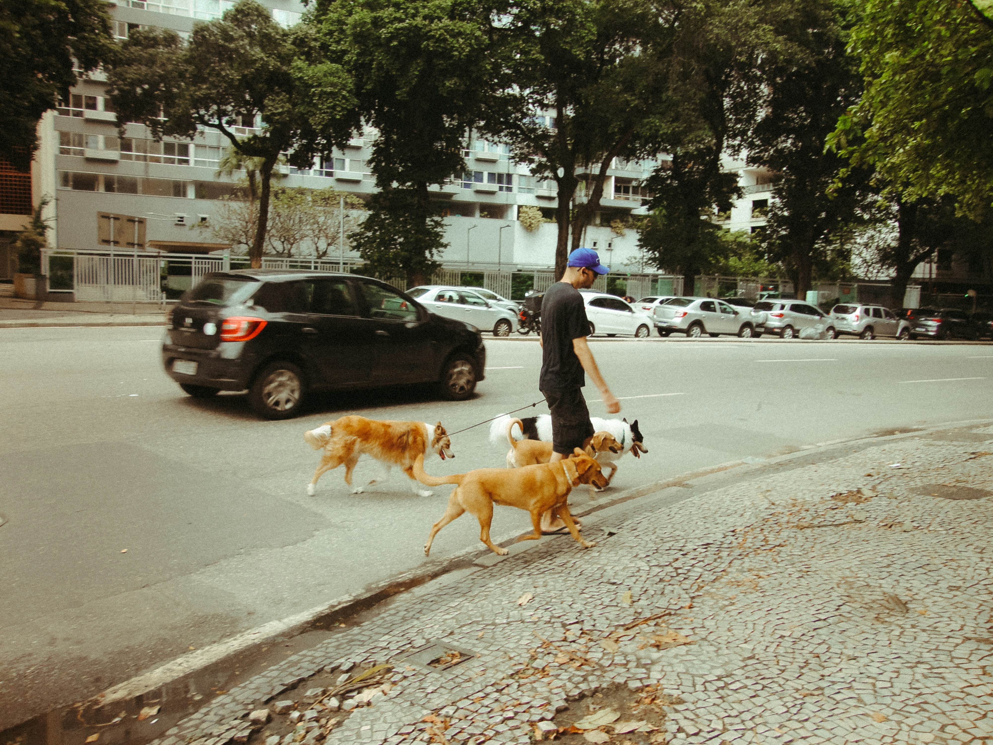 Dogs on a City Walk: A Paws-and-Paint Moment