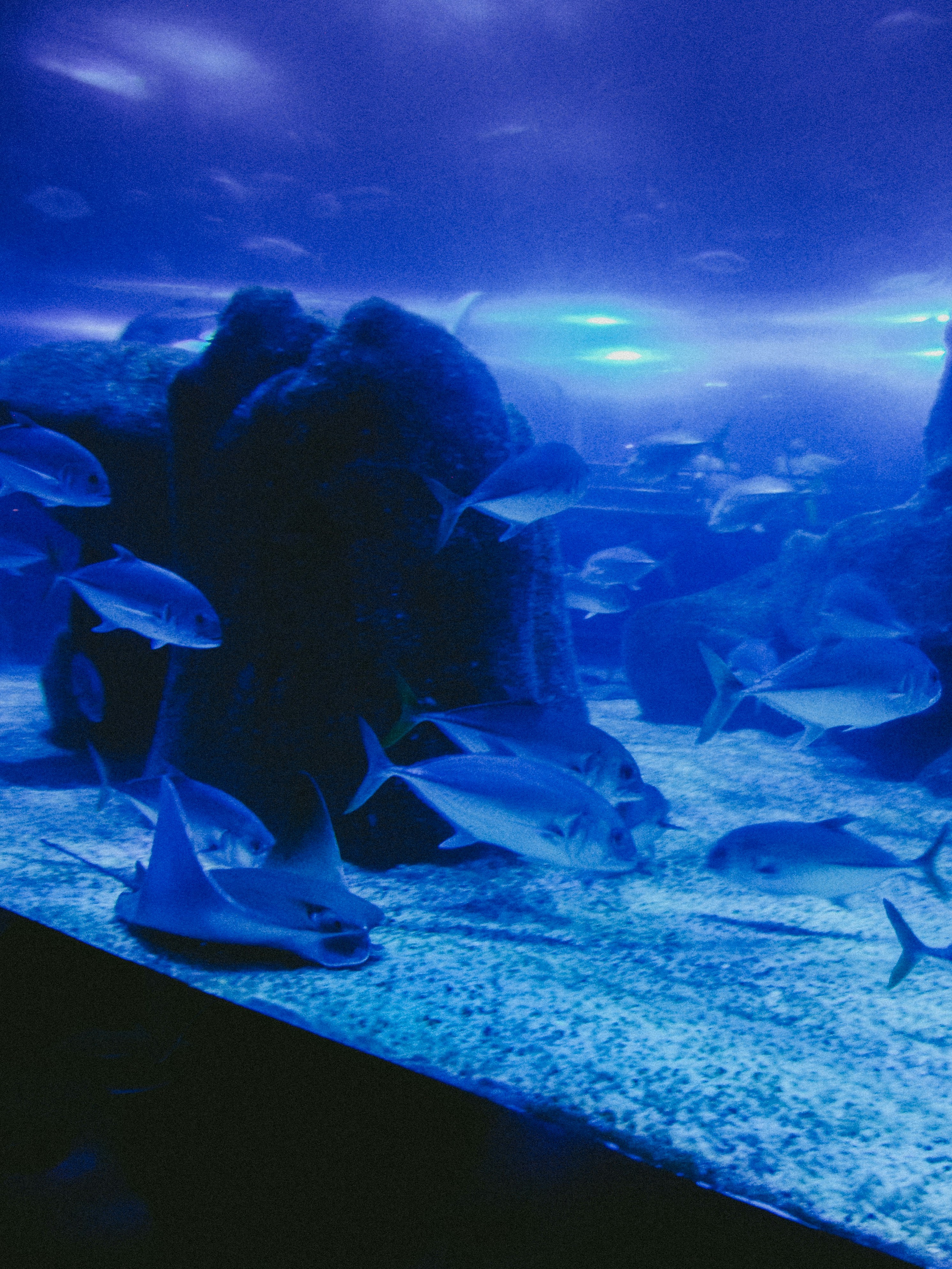 Blue Reef Circulation: School of Fish Hovering Around a Cornered Rock