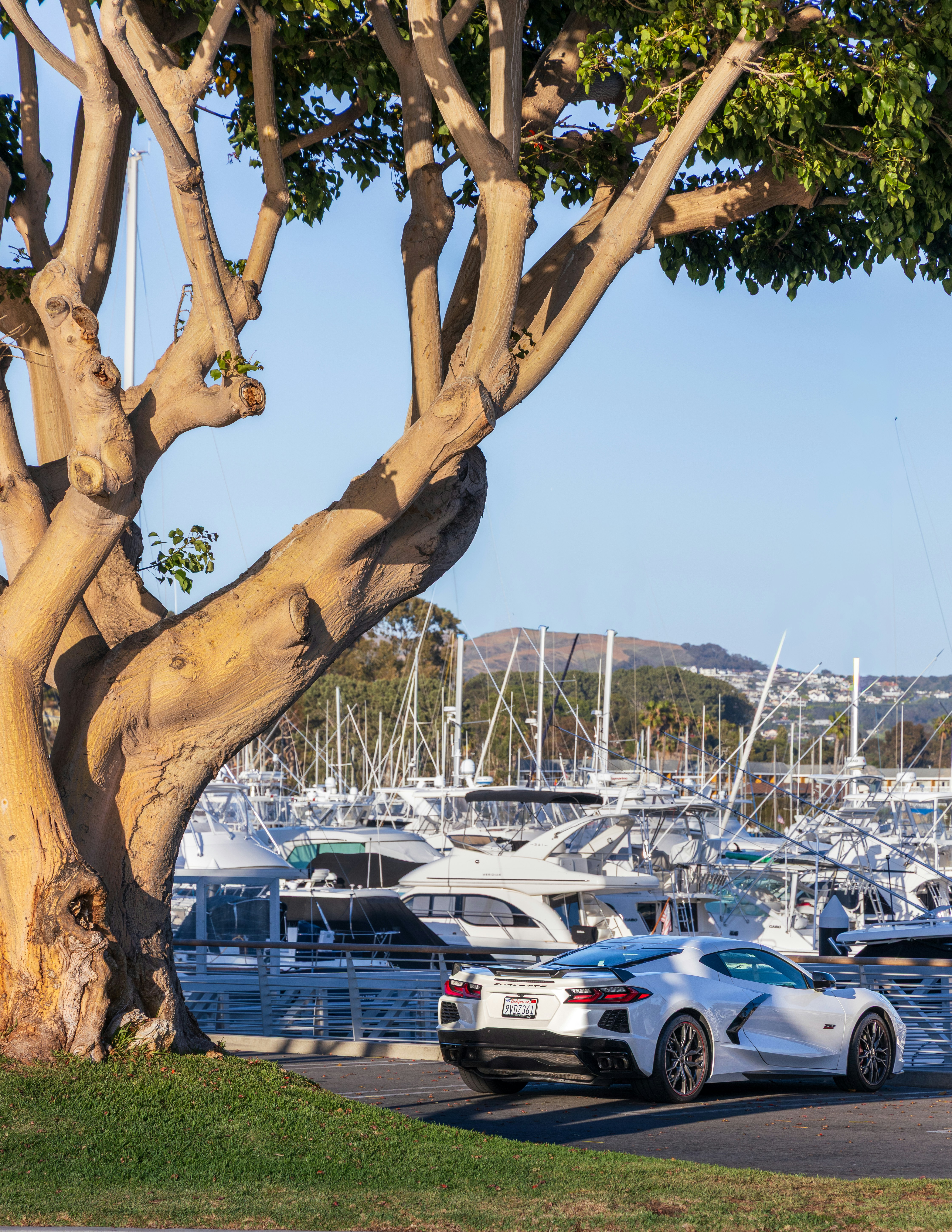 Sunlit Marina Backdrop Framed by a Gnarled Tree and a Silver Sports Car