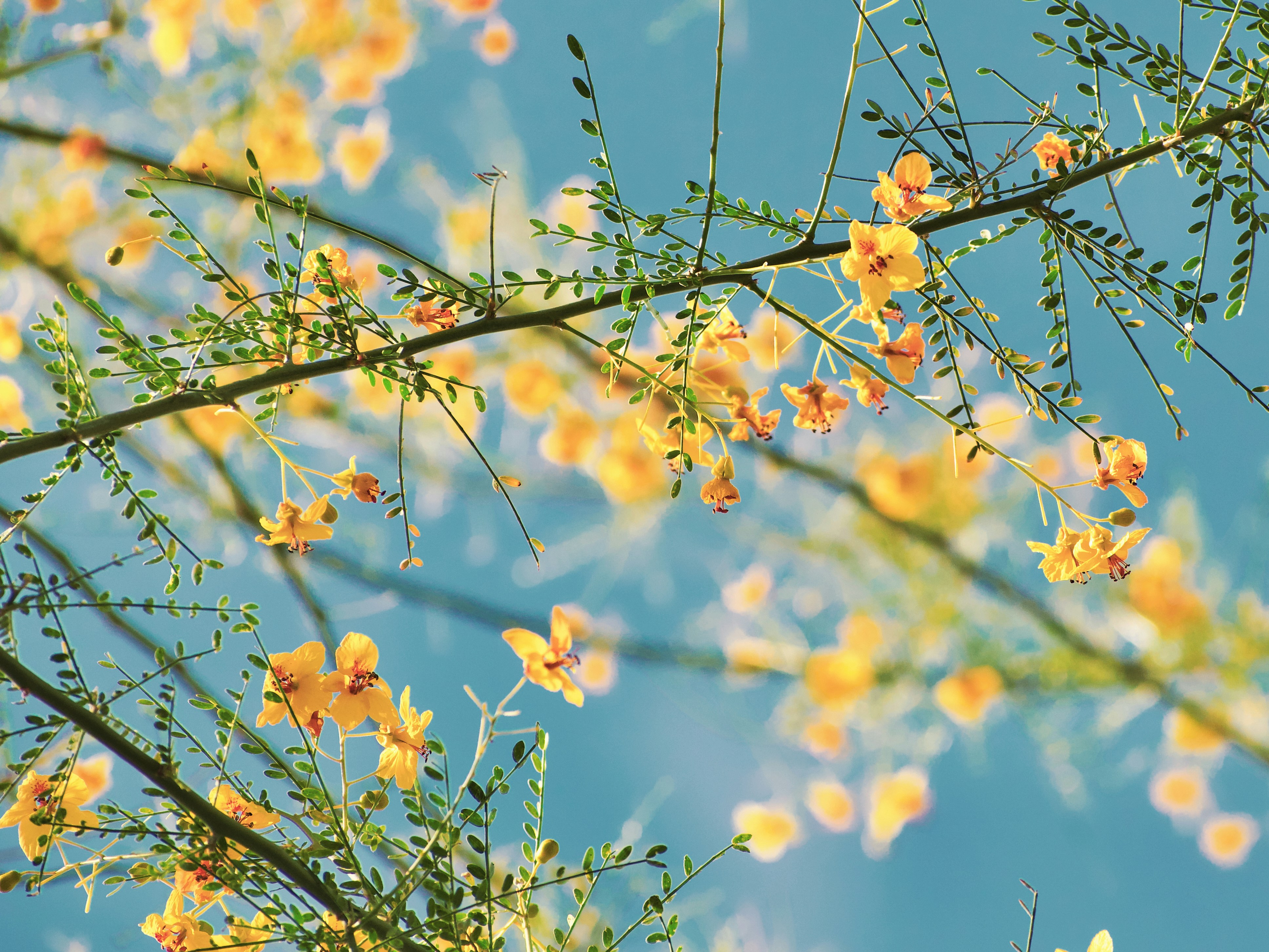 Sunlit Gold: Branches of Lavender-Glow Bloom Against a Clear Blue