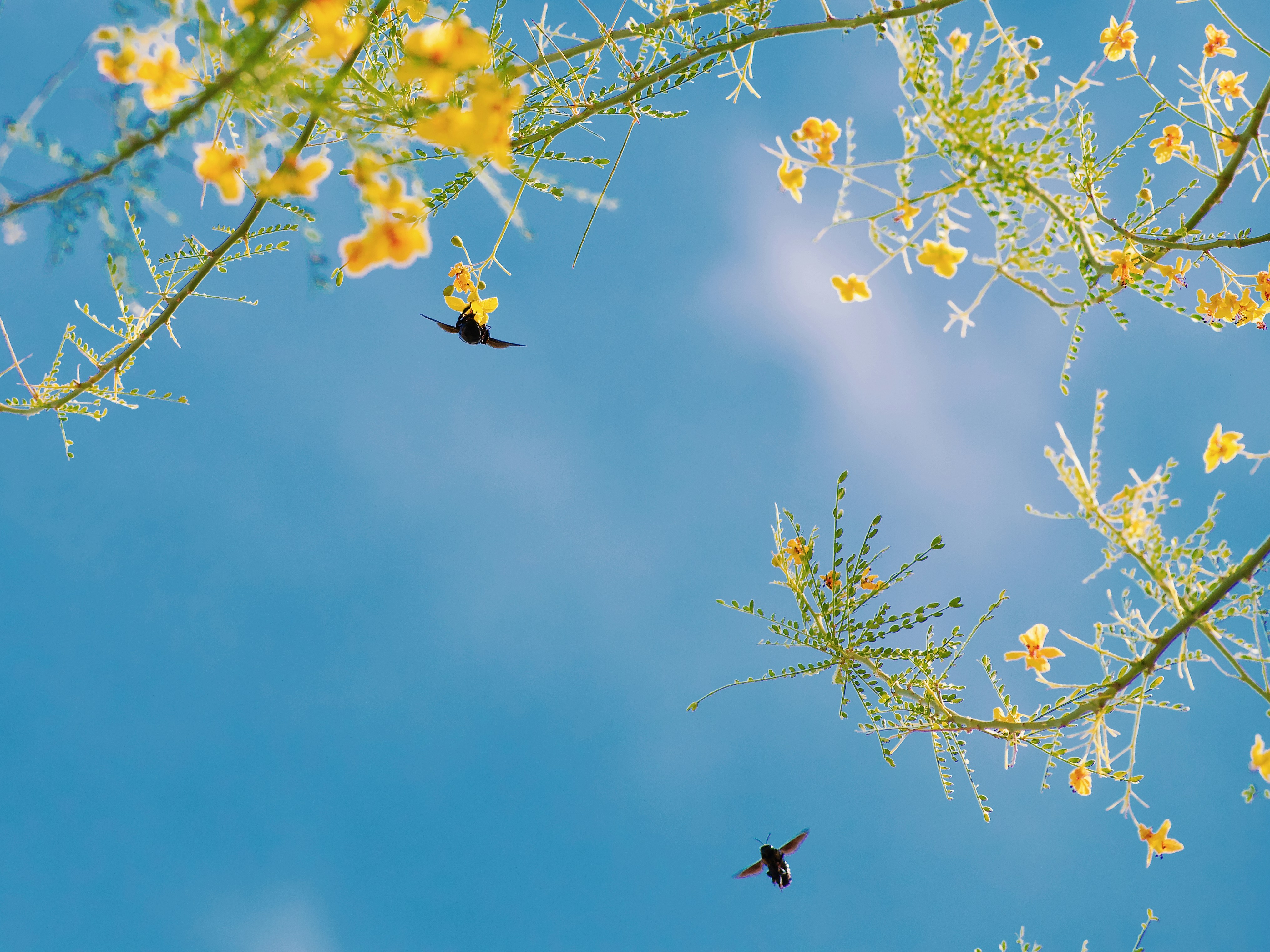 Azure Sky Ballet: Birds Crossing the Golden Canopy
