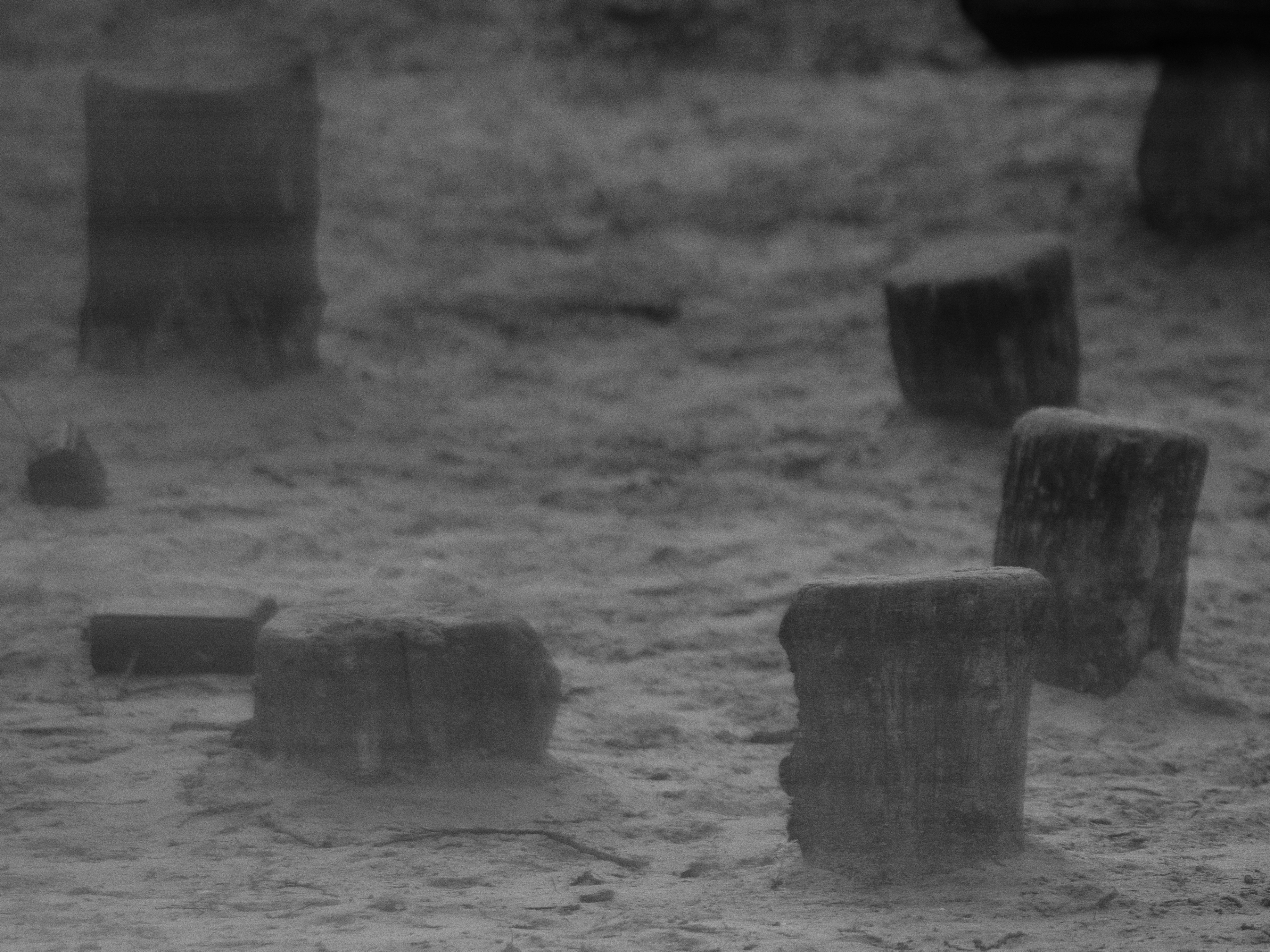 Stumps on the Sand: Subtle Silence in Monochrome