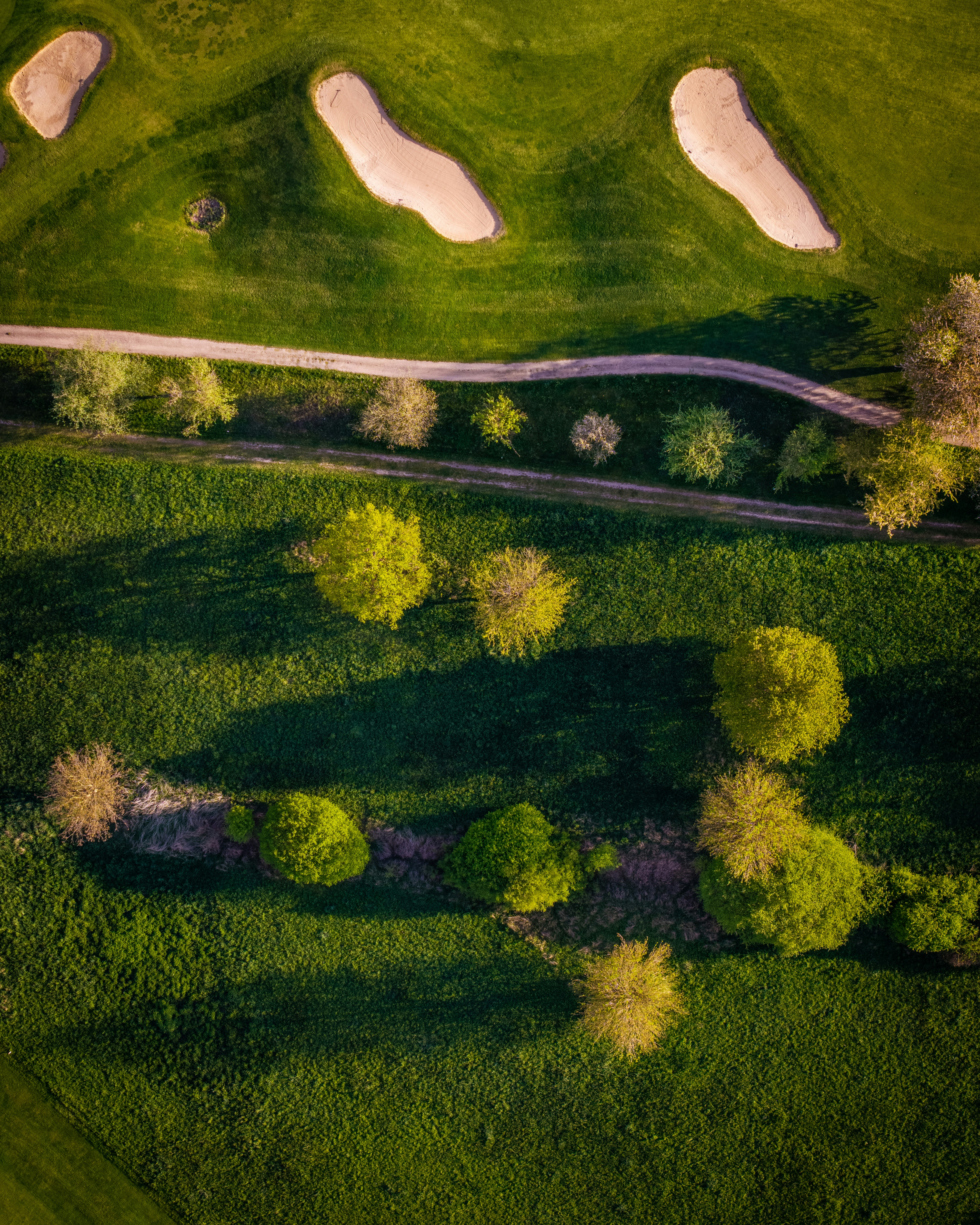 Orchard Lines: A Quiet Arc Across Green Light
