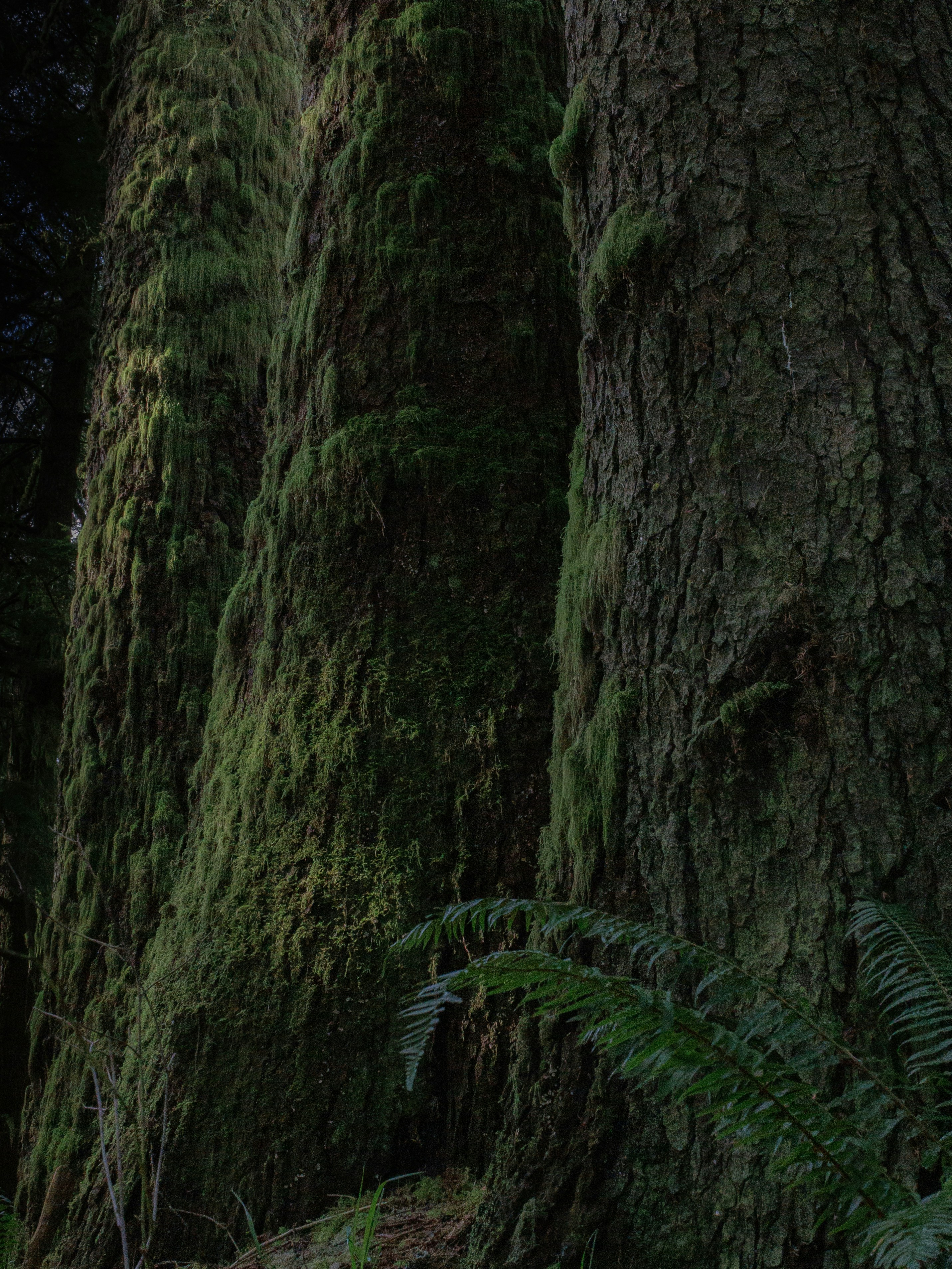 Emerald Trunk in Shadowed Forest