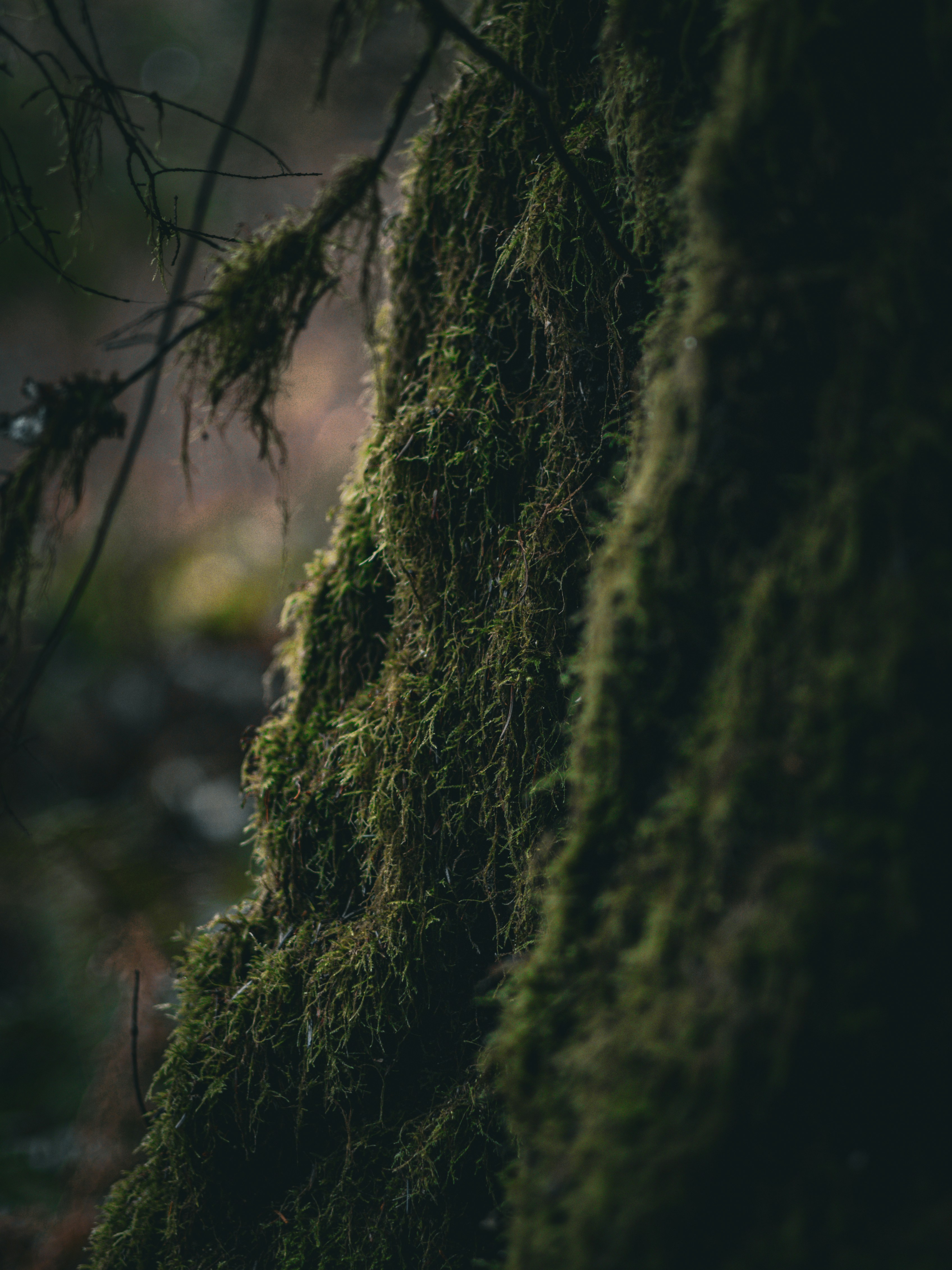 Moss-Cilled Trunk: Quiet Green in a Shaded Forest