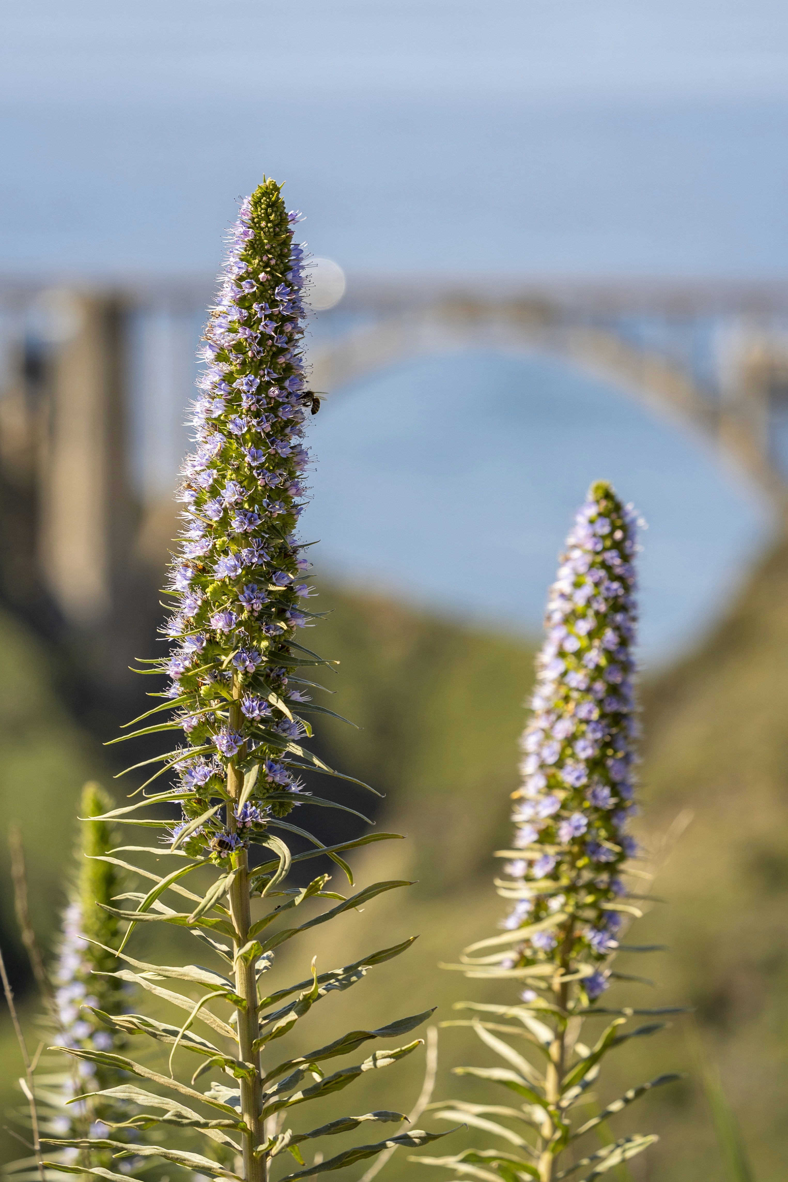Purple Spike in Focus with a Soft-Backlit Bridge Backdrop