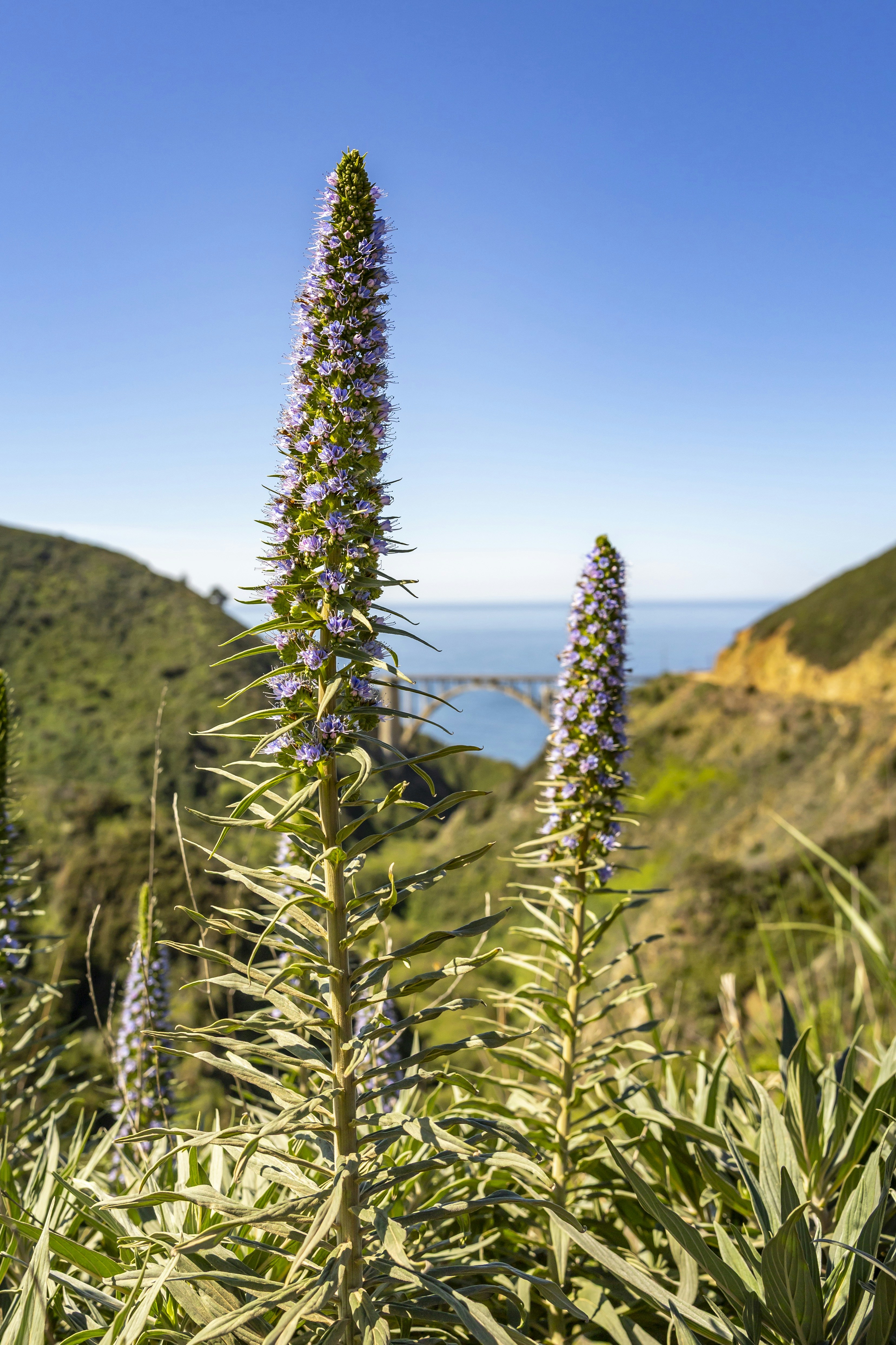 Tall Purple Spires Over Coastal Valley