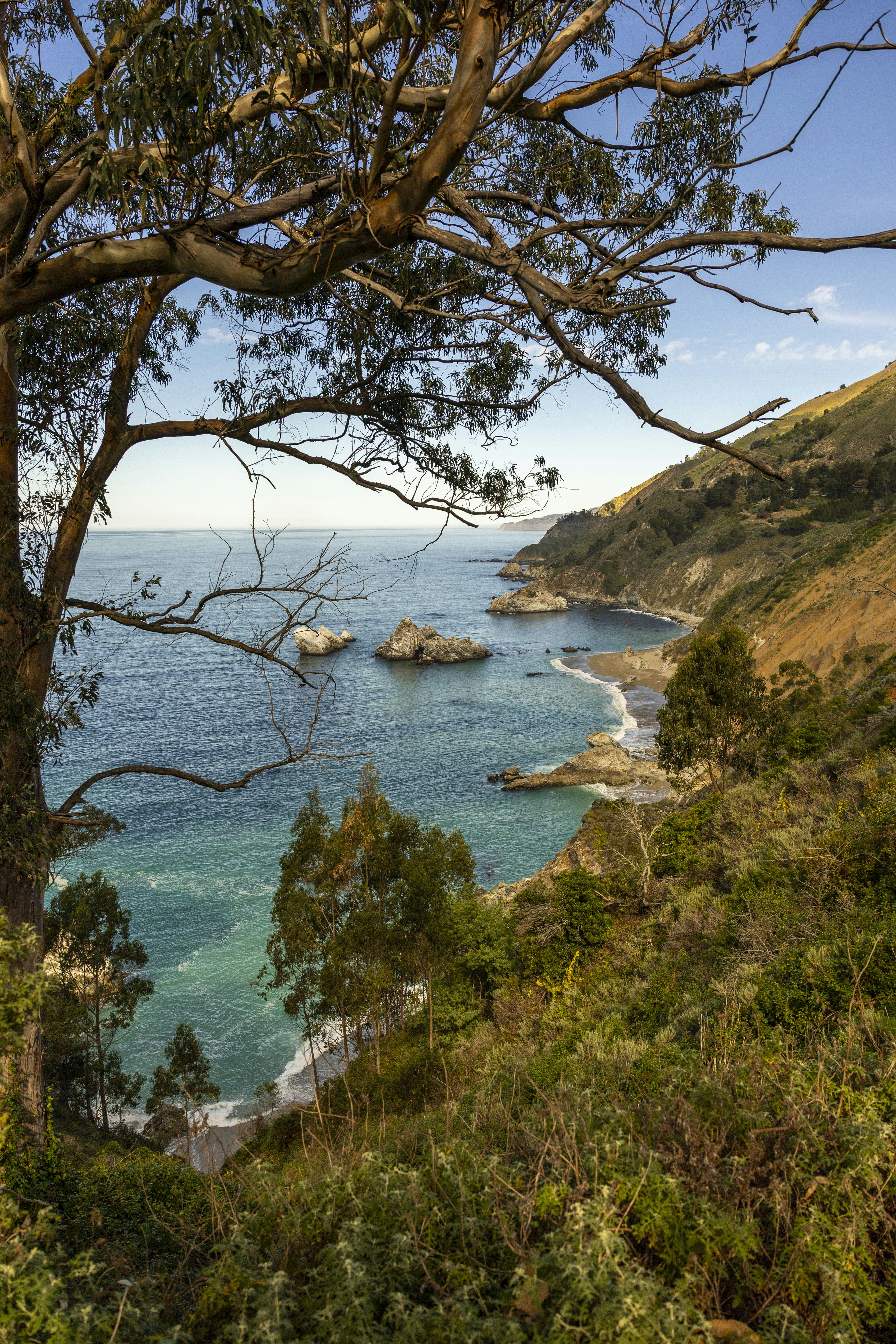 Coastal Cliffside Vista Framed by Gnarled Branches