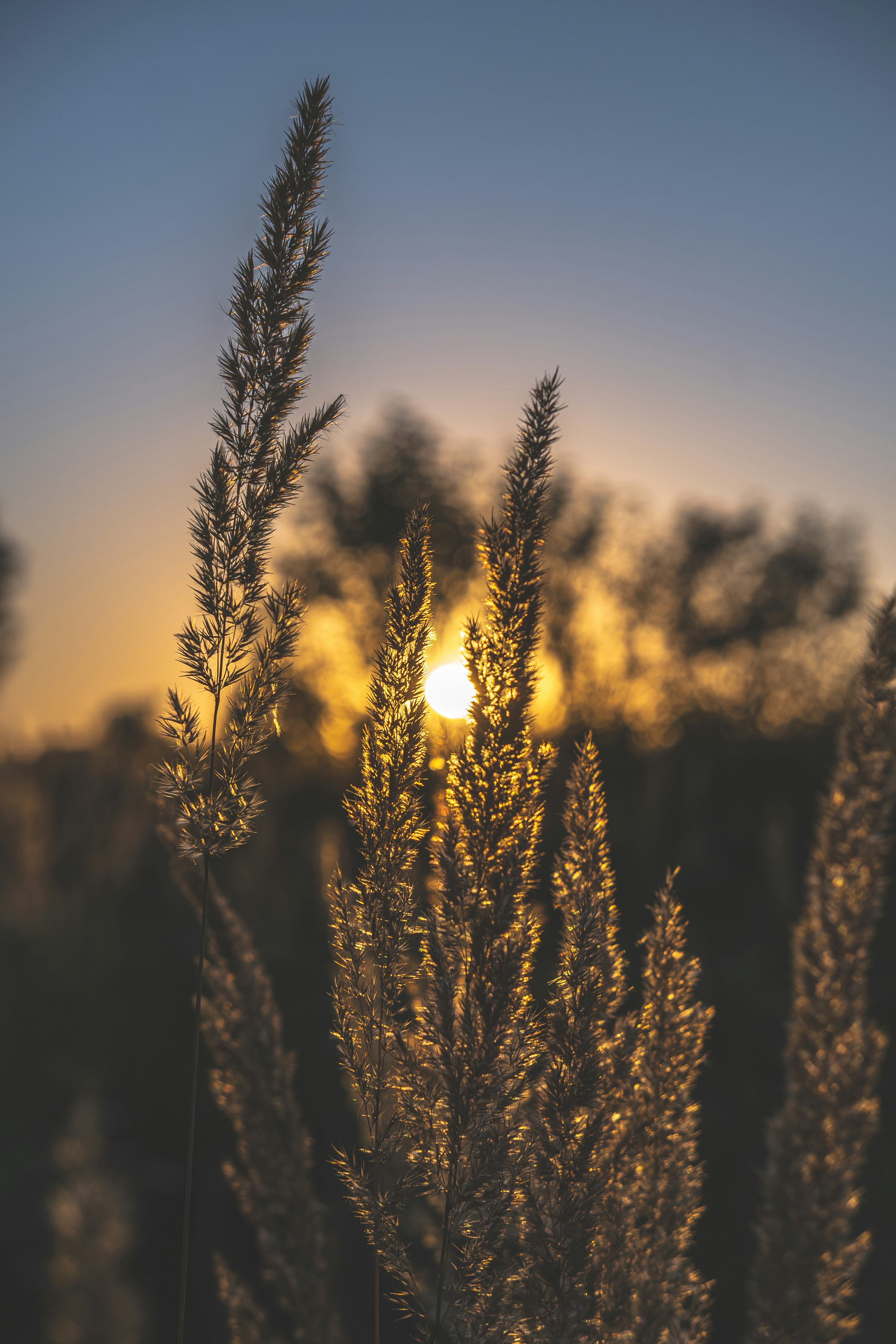 Sunlit Reeds at Dusk: Golden Silhouettes in a Quiet Field