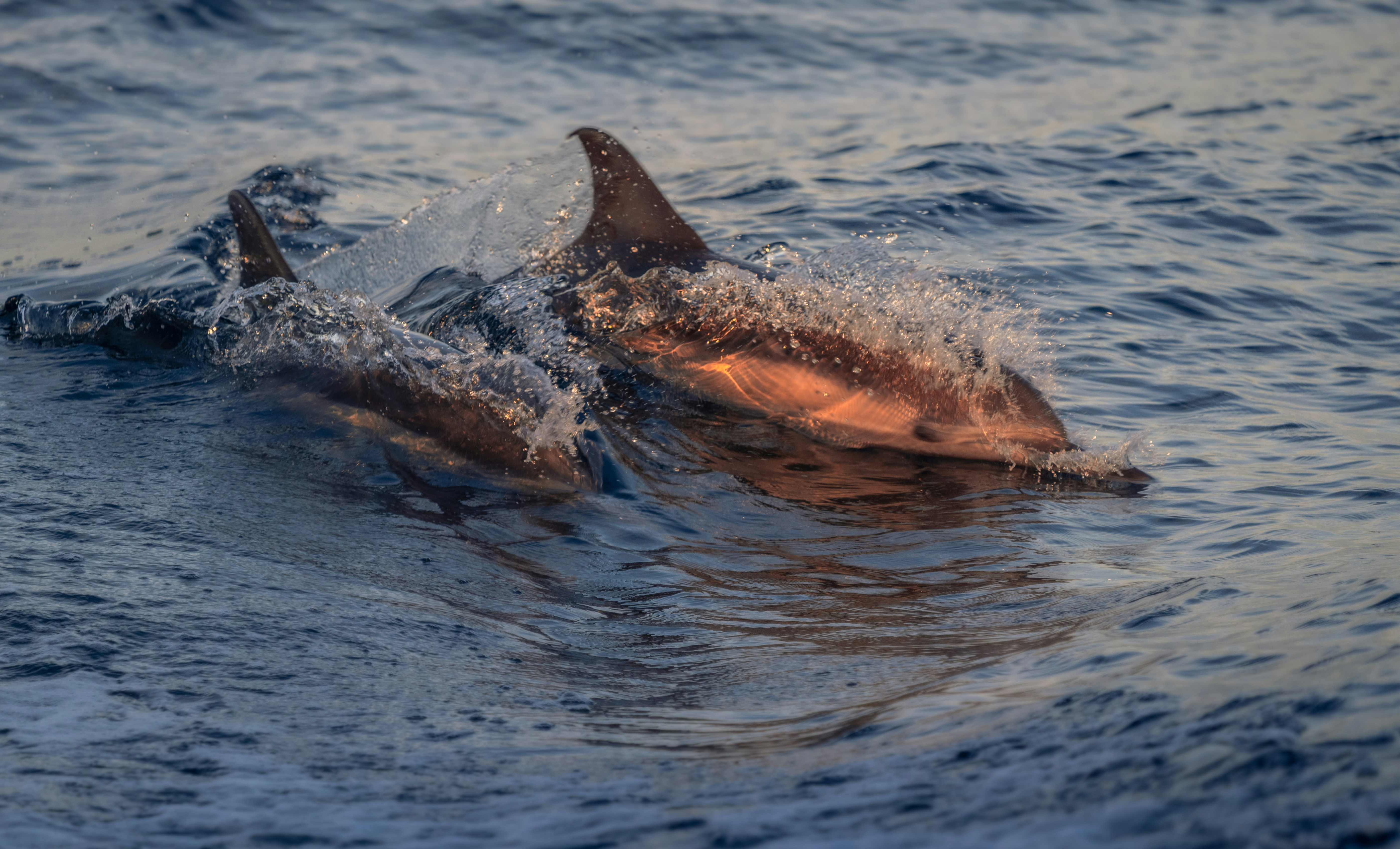 Dolphins Breaking the Surface: A Silvery Wake Across the Ocean