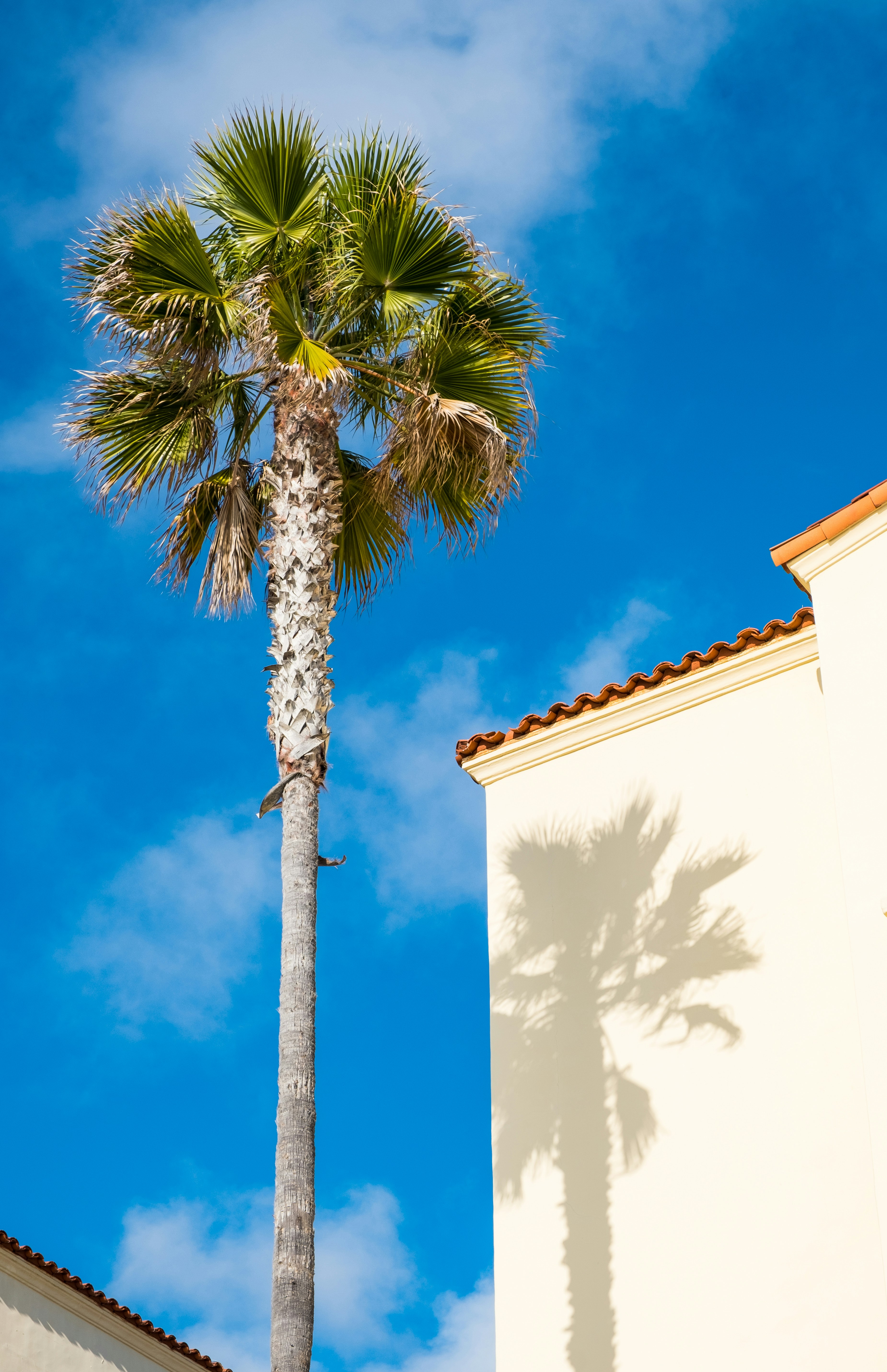 Tall Palm, Blue Sky, and Sunlit Facade Casting a Shadow