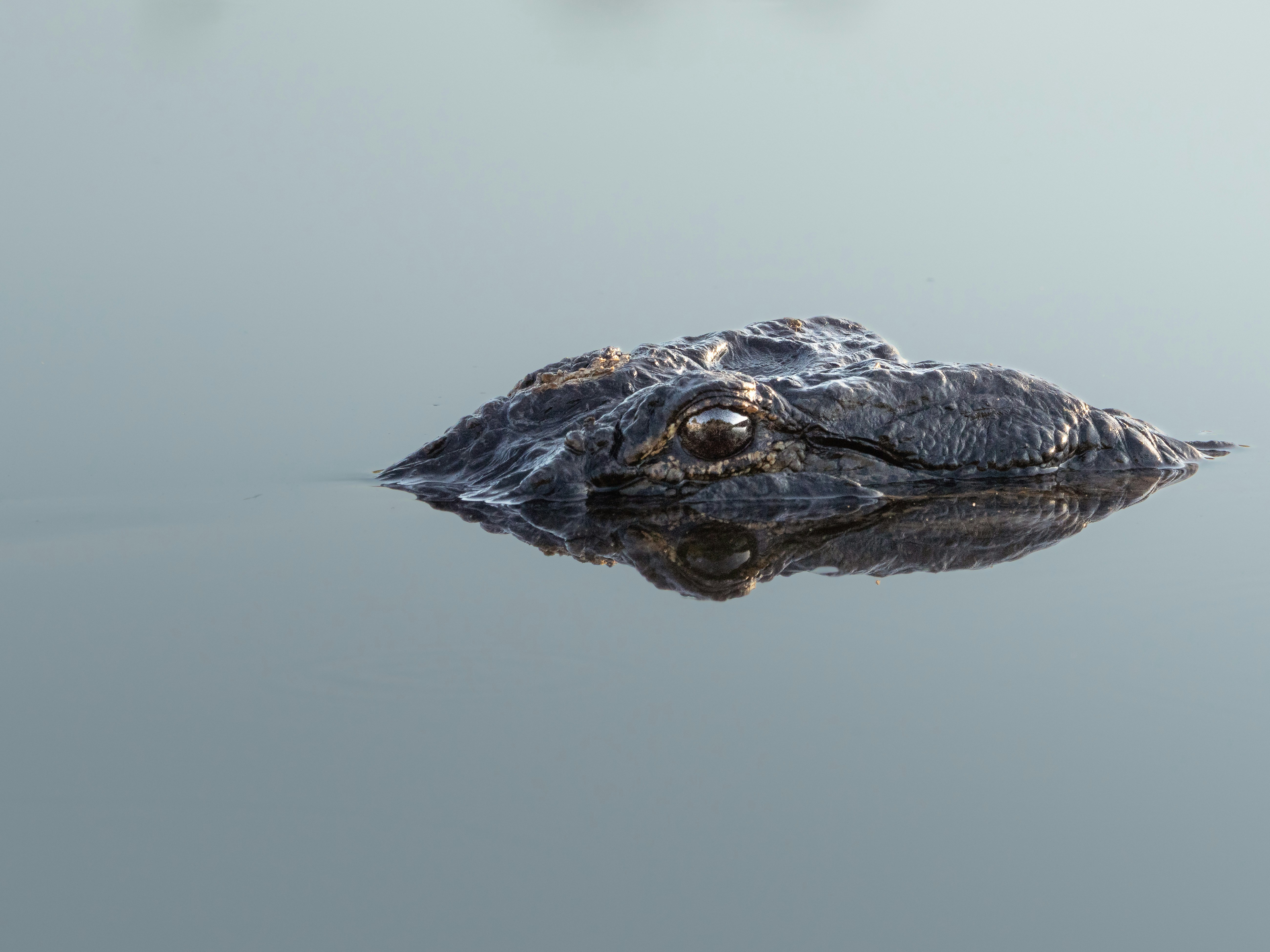 Gentle Ambush: Crocodile Eyes Above a Mirror-Smooth Surface