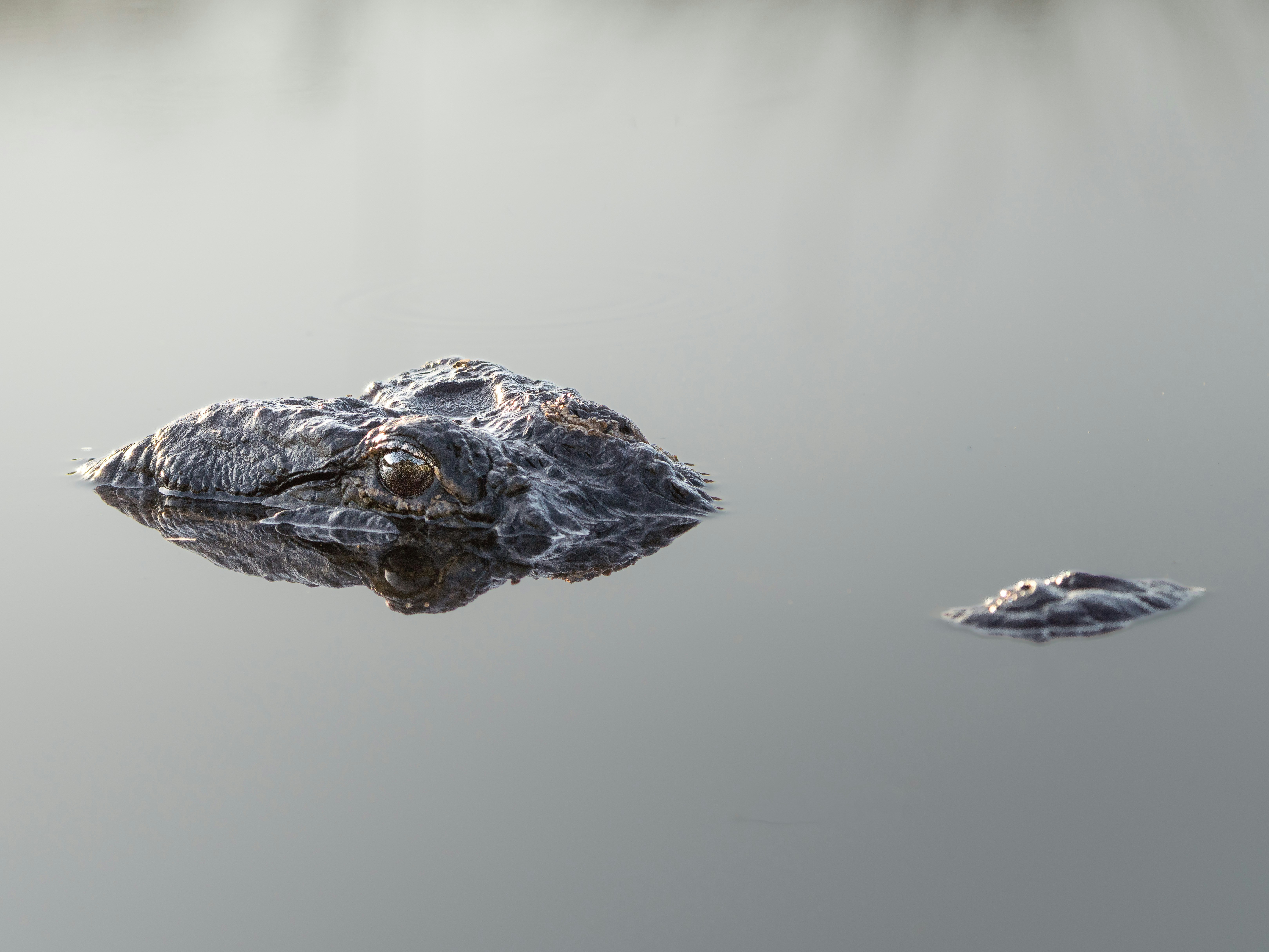 Languid Crocodile Silhouettes on Quiet Surface