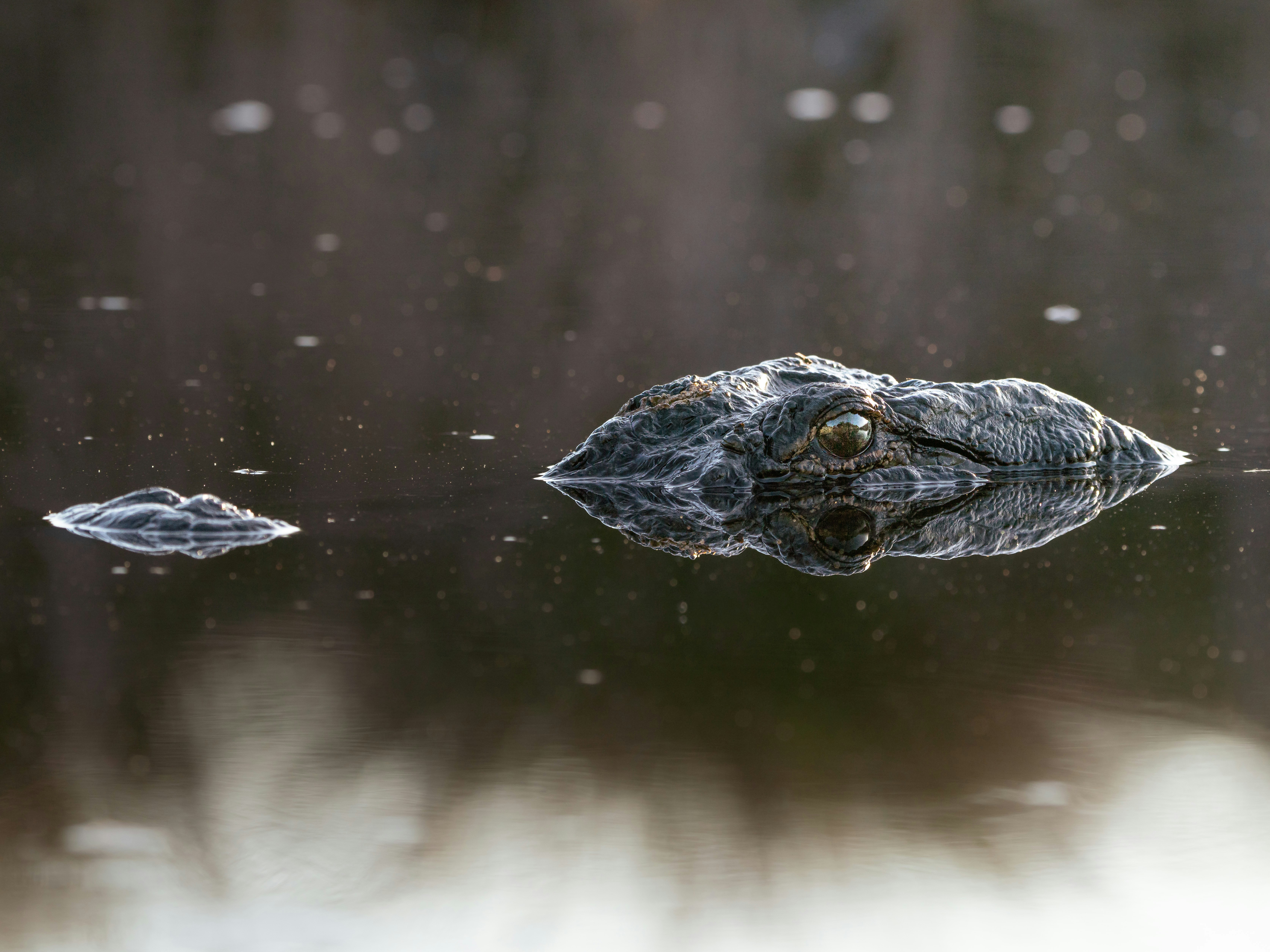Cloaked in Stillness: A Crocodilian Sighting Across a Quiet Mire