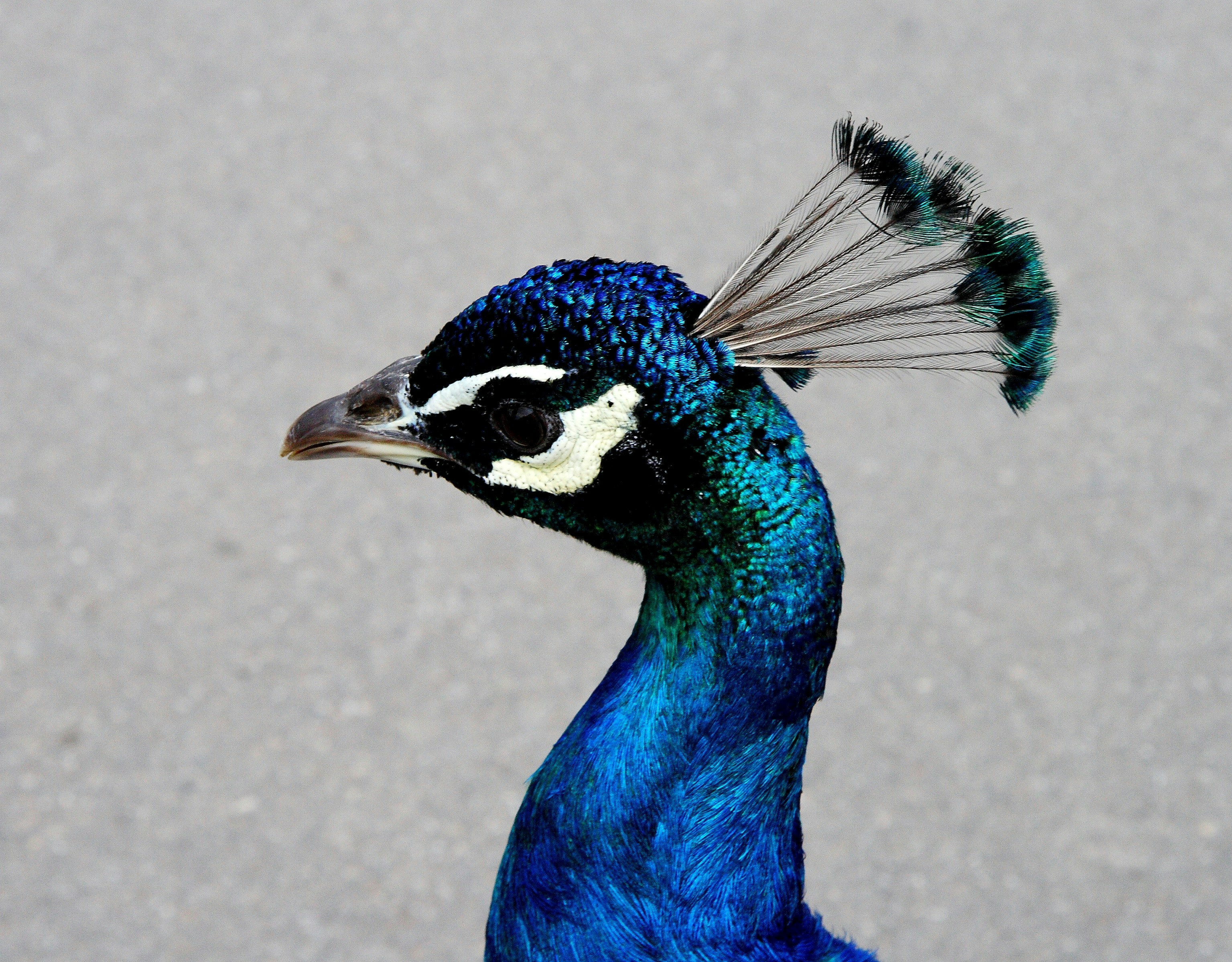 Crown of iridescence: portrait of a peacock against a gray road