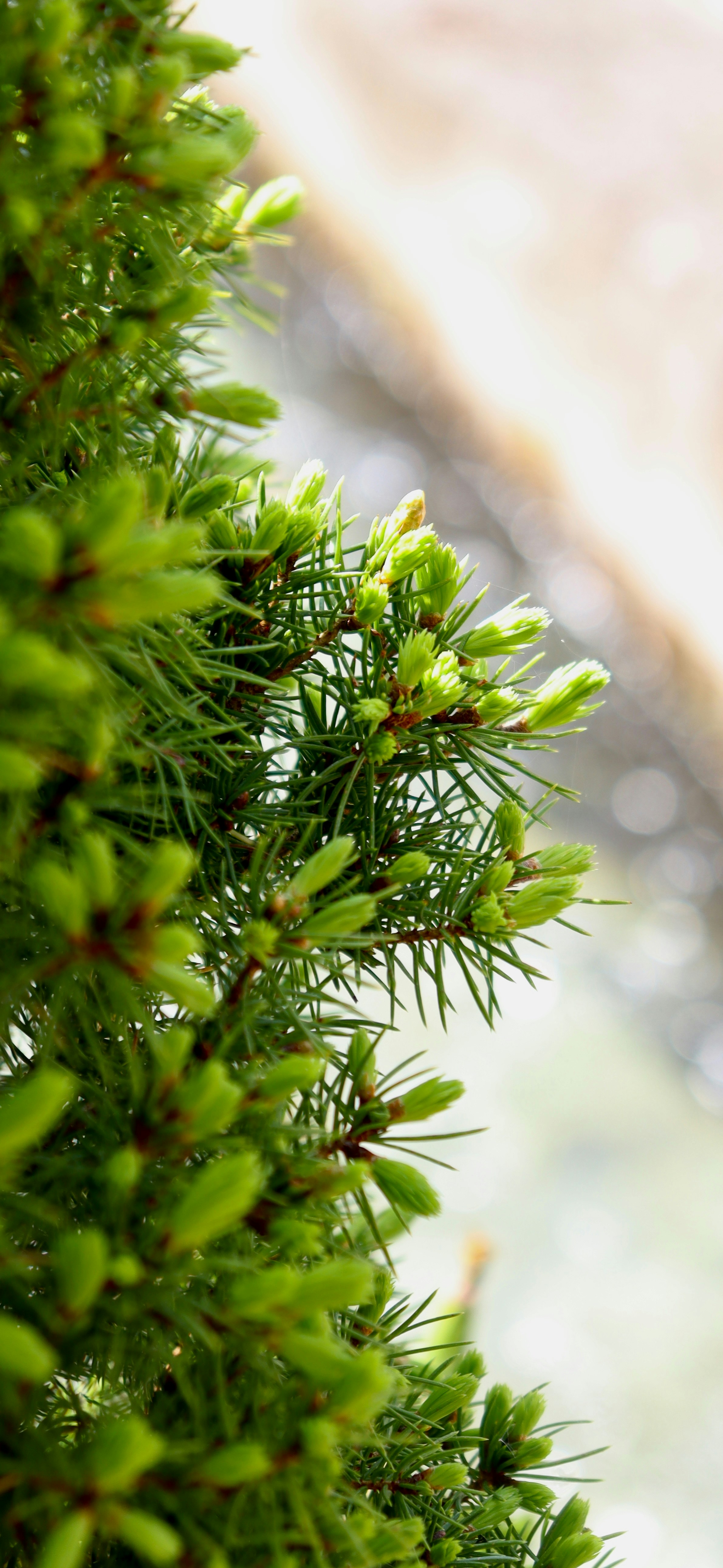 Tangled Green: Close-Up of Pine Needles and Buds in Soft Morning Light