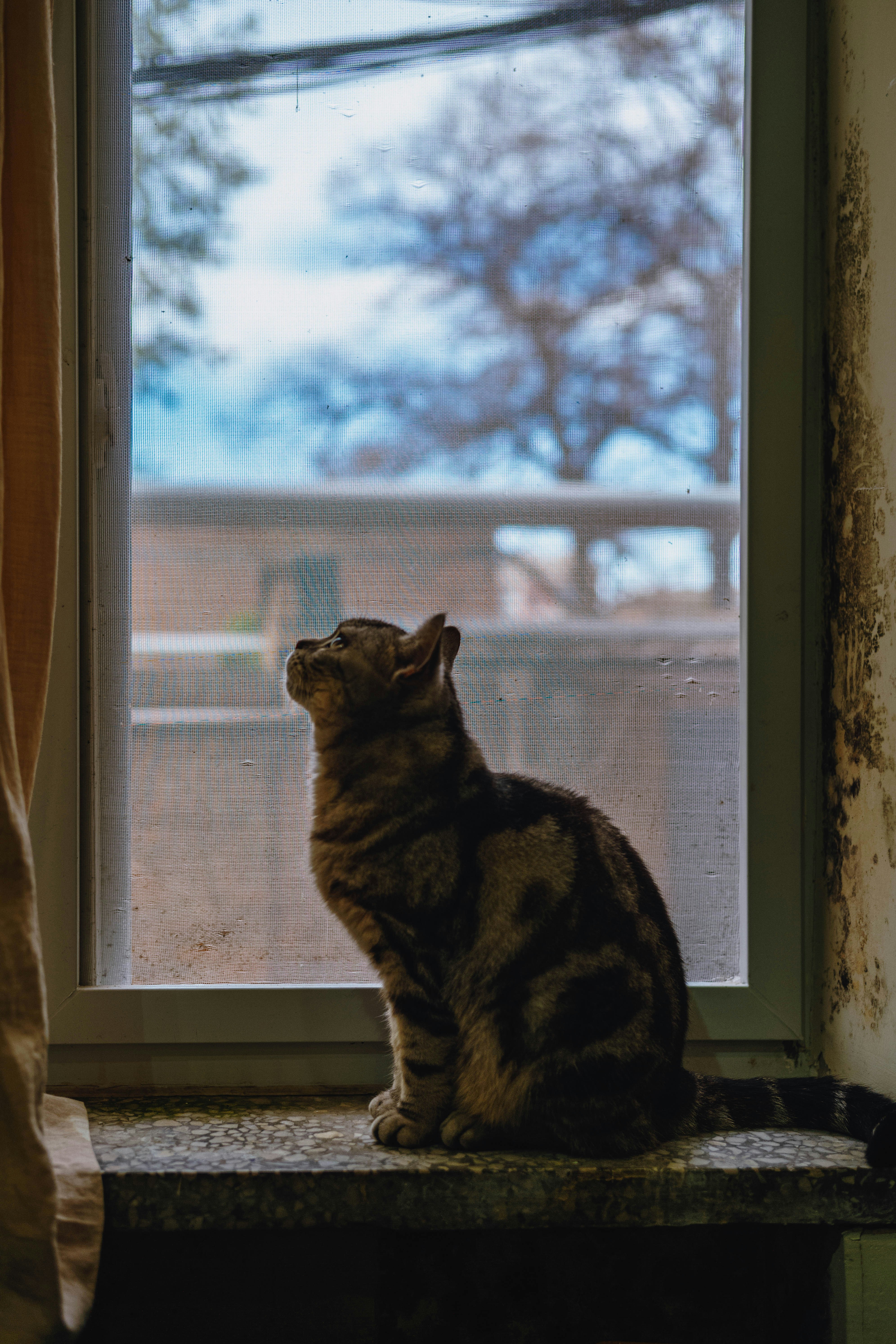 Centered Gaze: Cat on a Window Sill Under Soft Morning Light