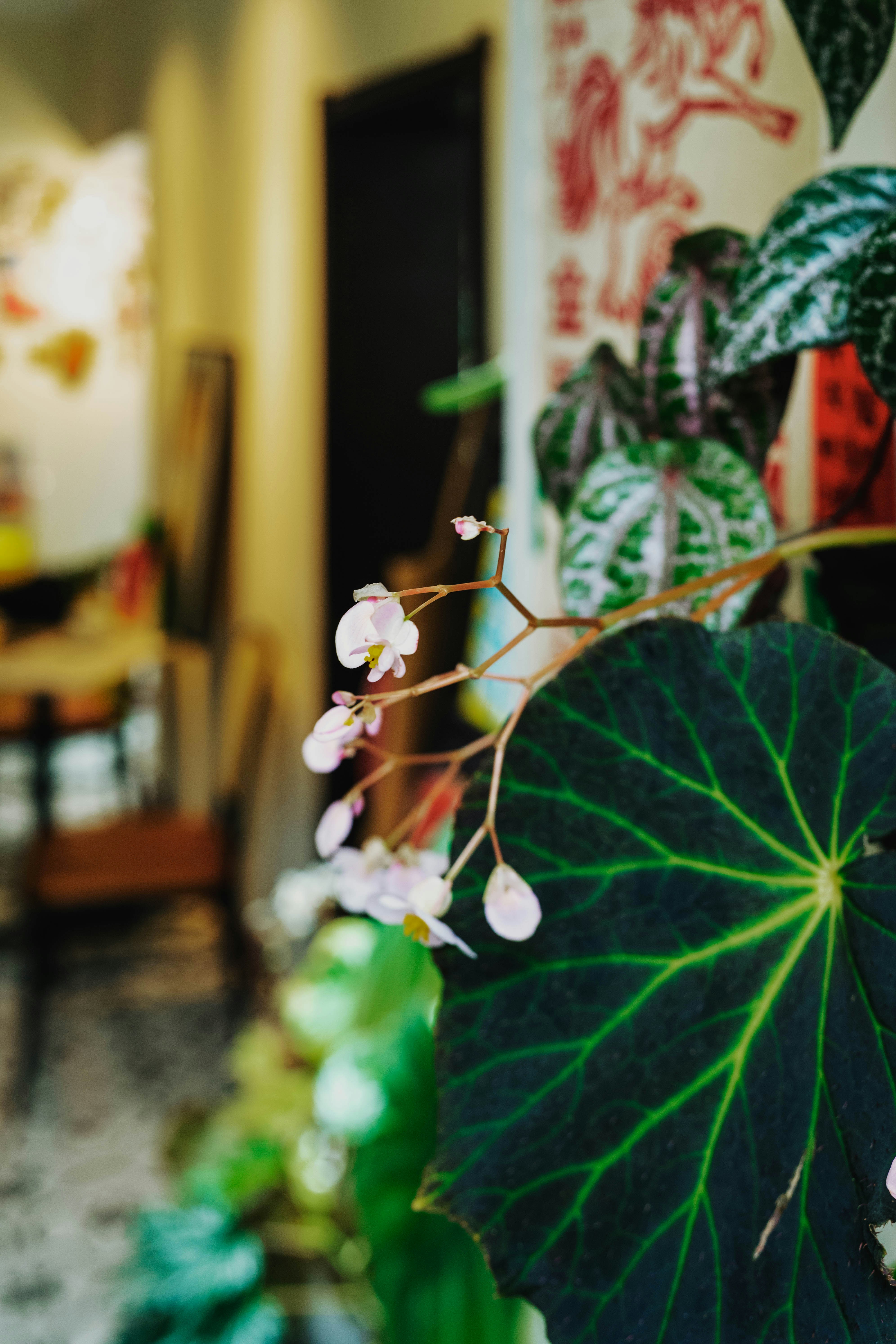 Emerald Vein and Pink Bloom: Street-Garden Portrait