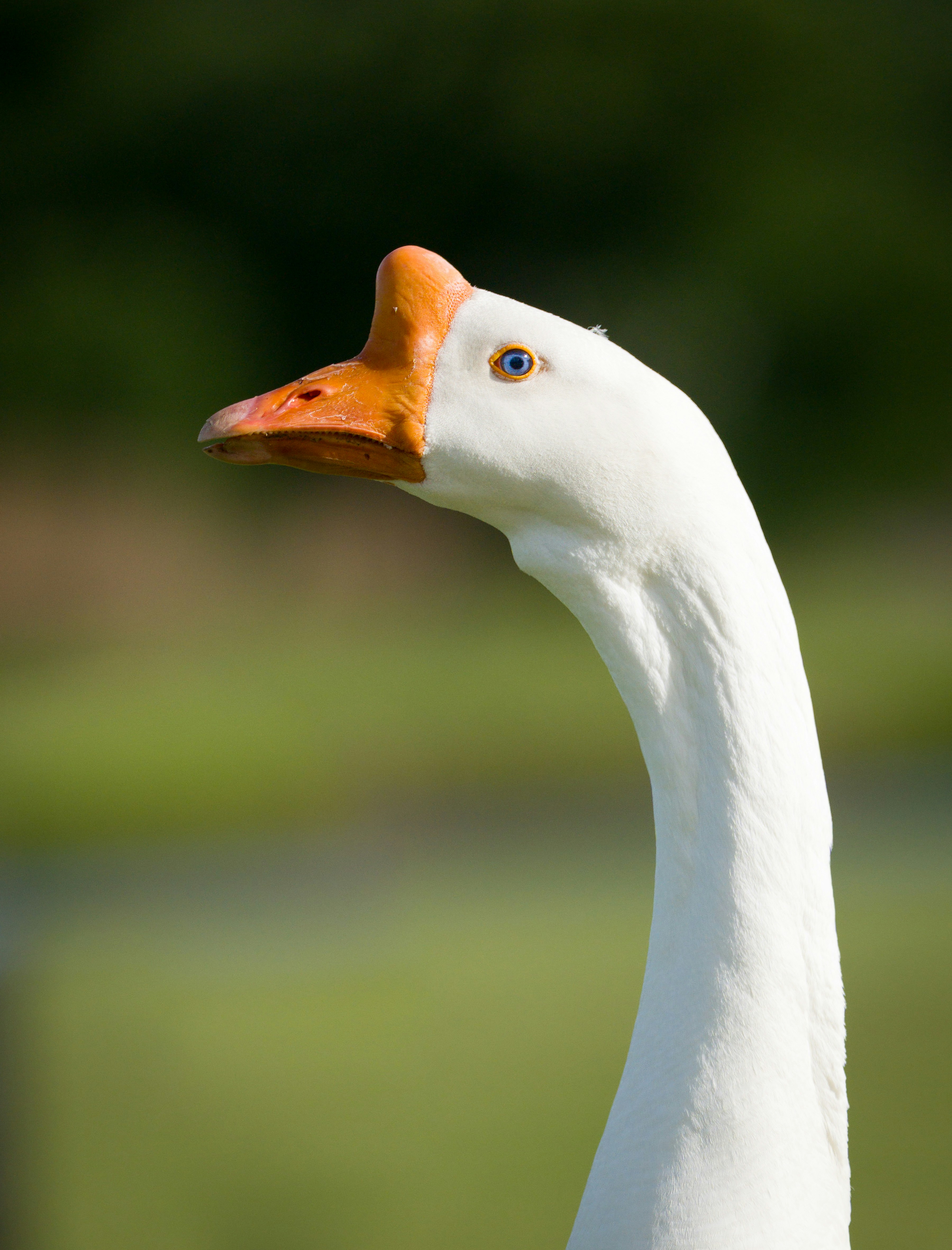 Curved Portrait: A White Goose Against a Blur of Green