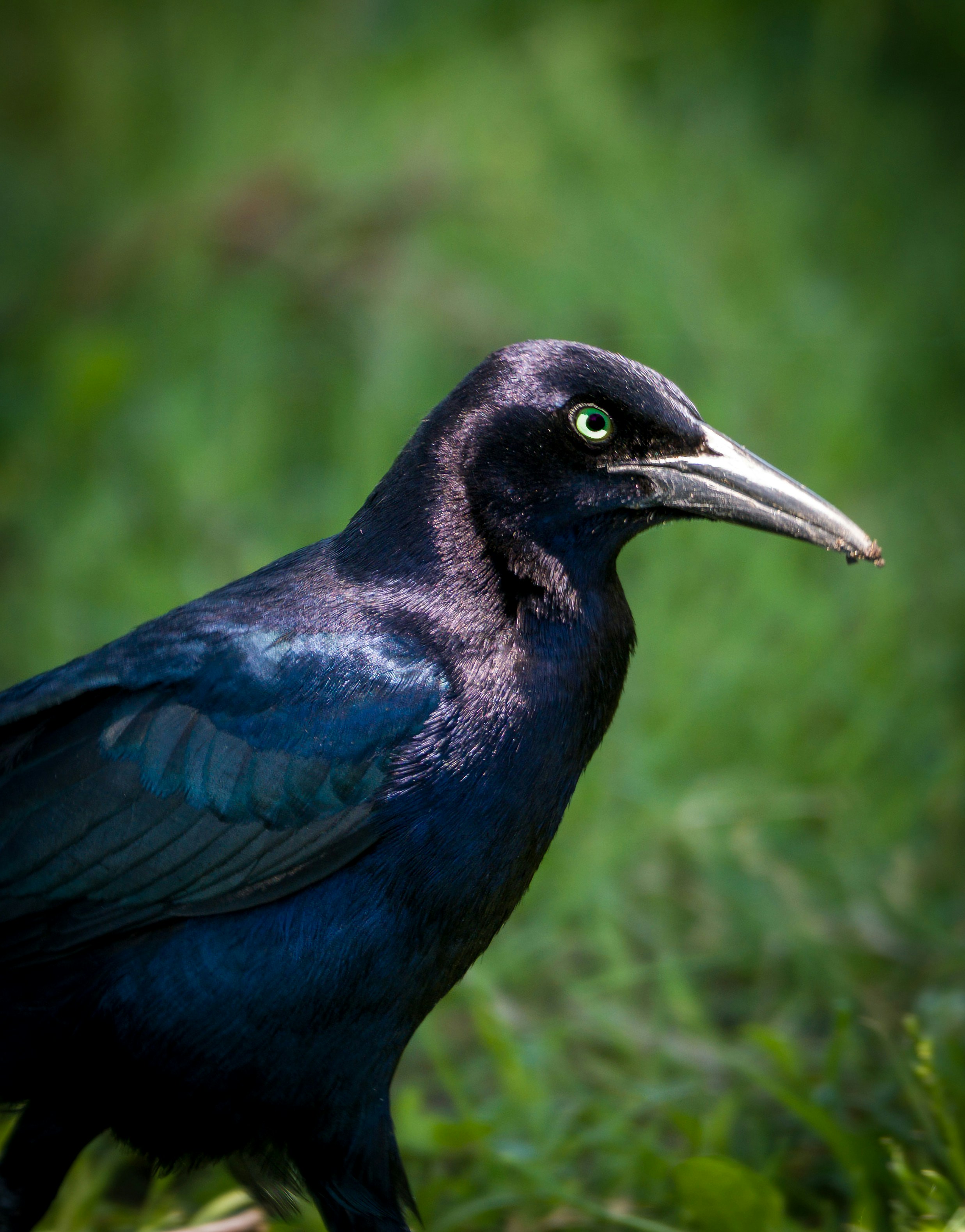 Midnight Velvet: A close-up of a glossy crow-like bird in sunlit meadow
