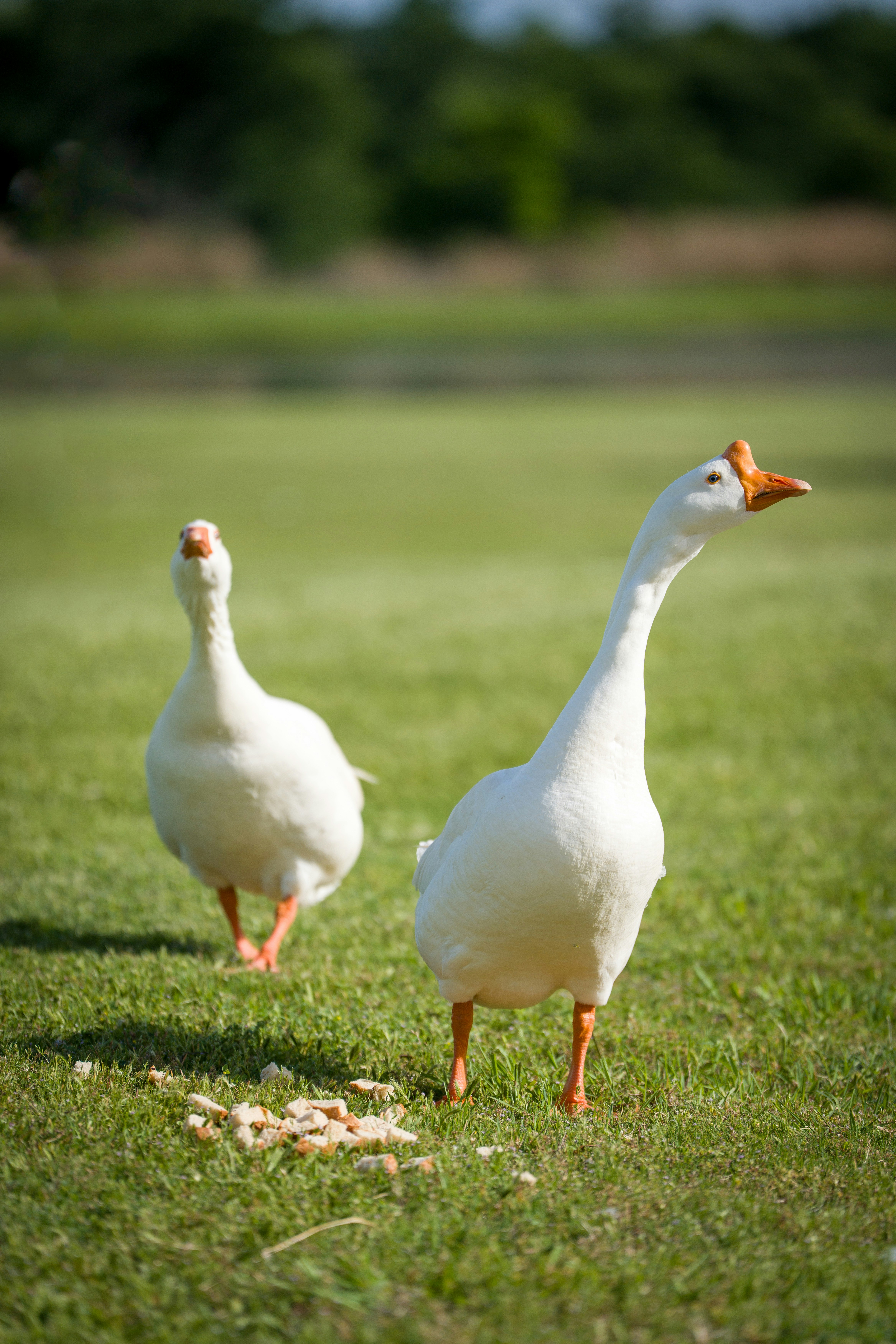 Two Curiosity Dwellers: A Pair of White Geese in a Sunlit Field