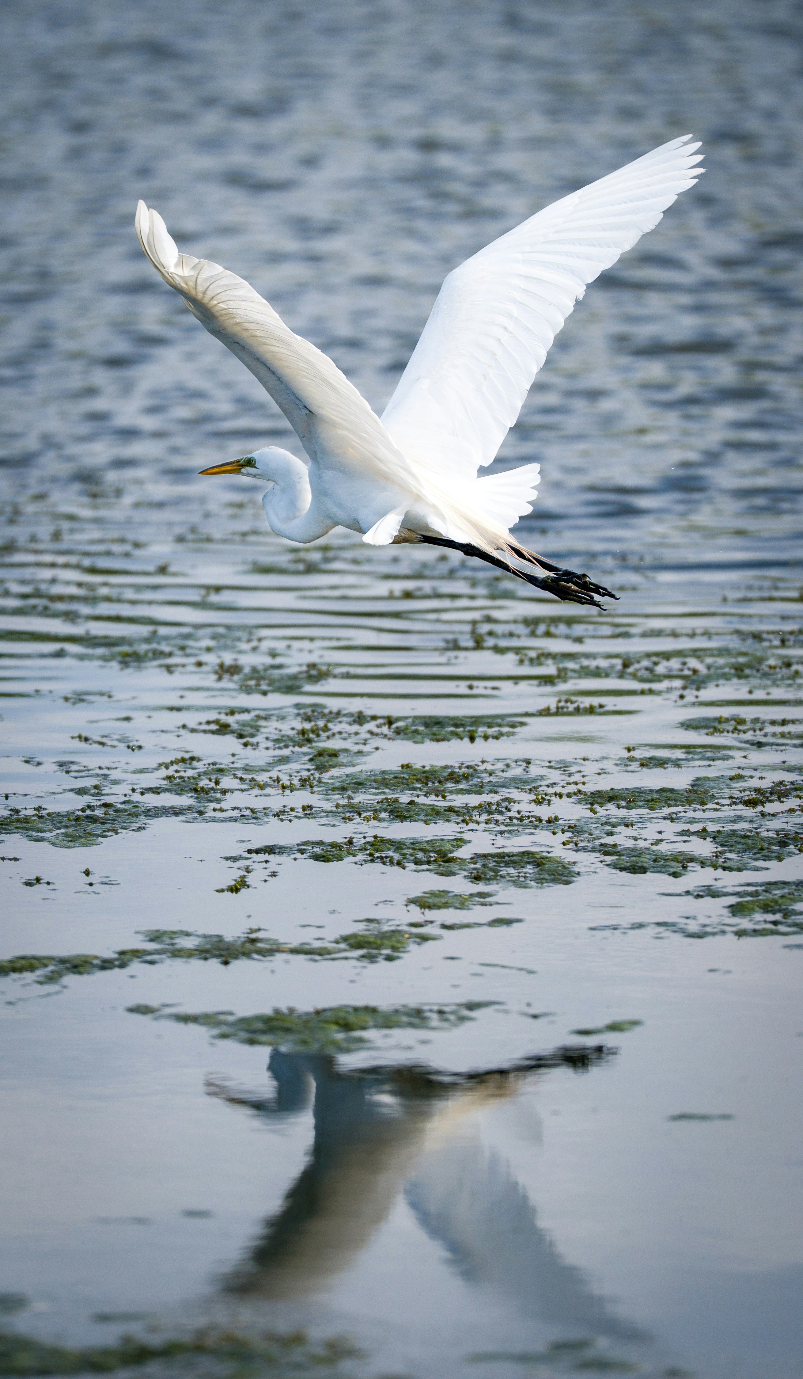 White Heron in Flight Over Calm Waters