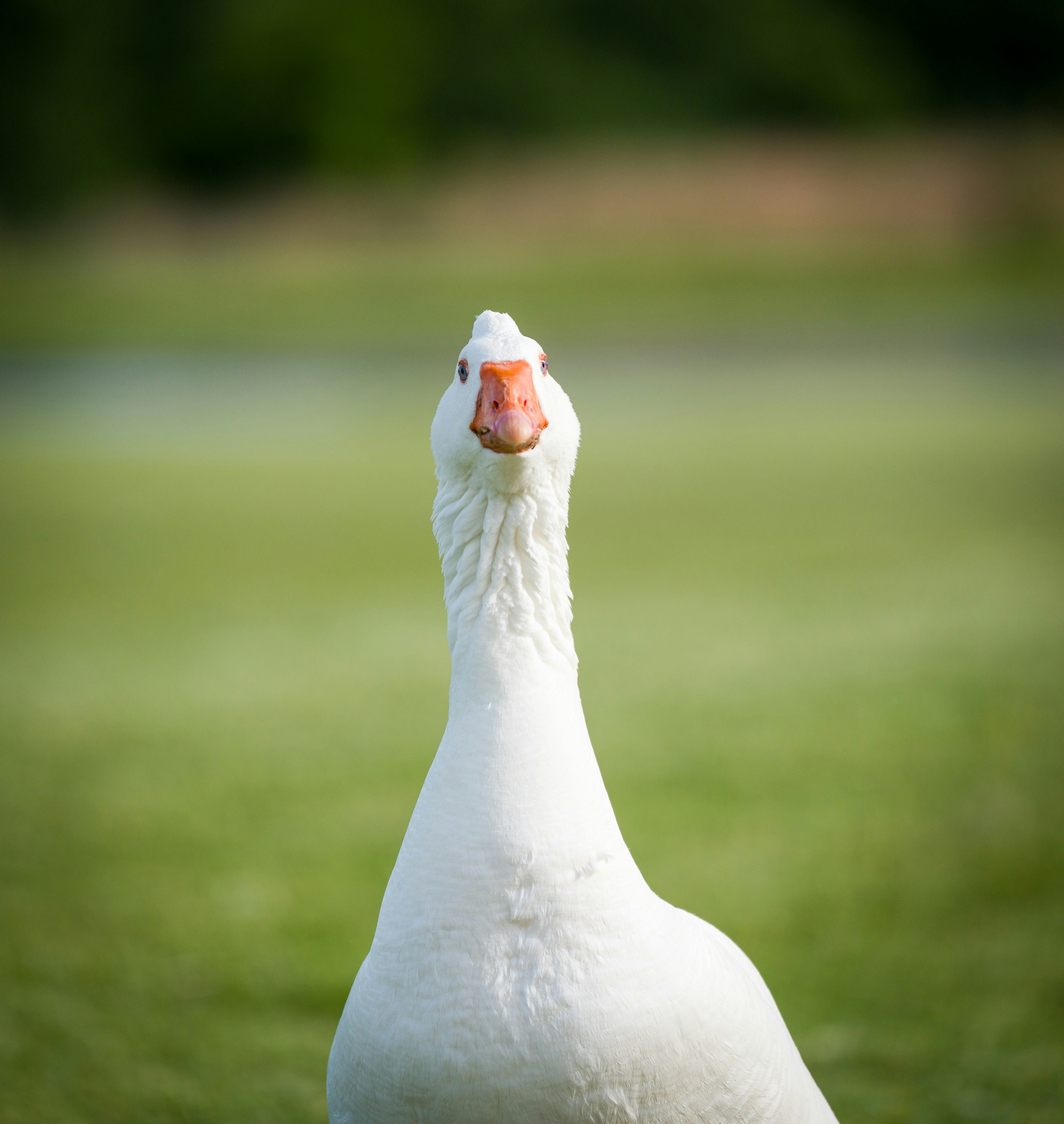 Curious Gander Stares Down the Lens