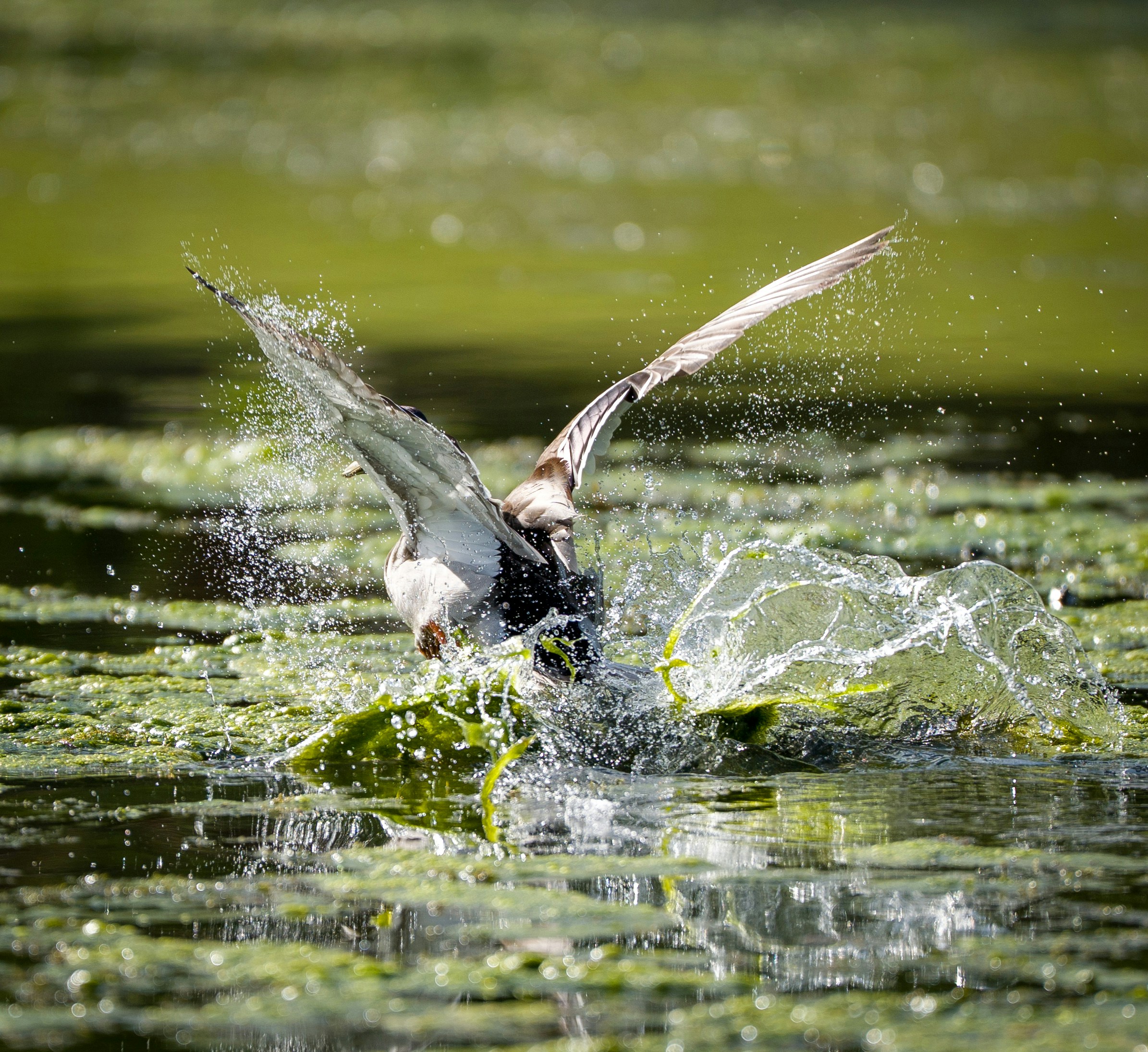Wingbeat Moment: A Catch on Green Surface