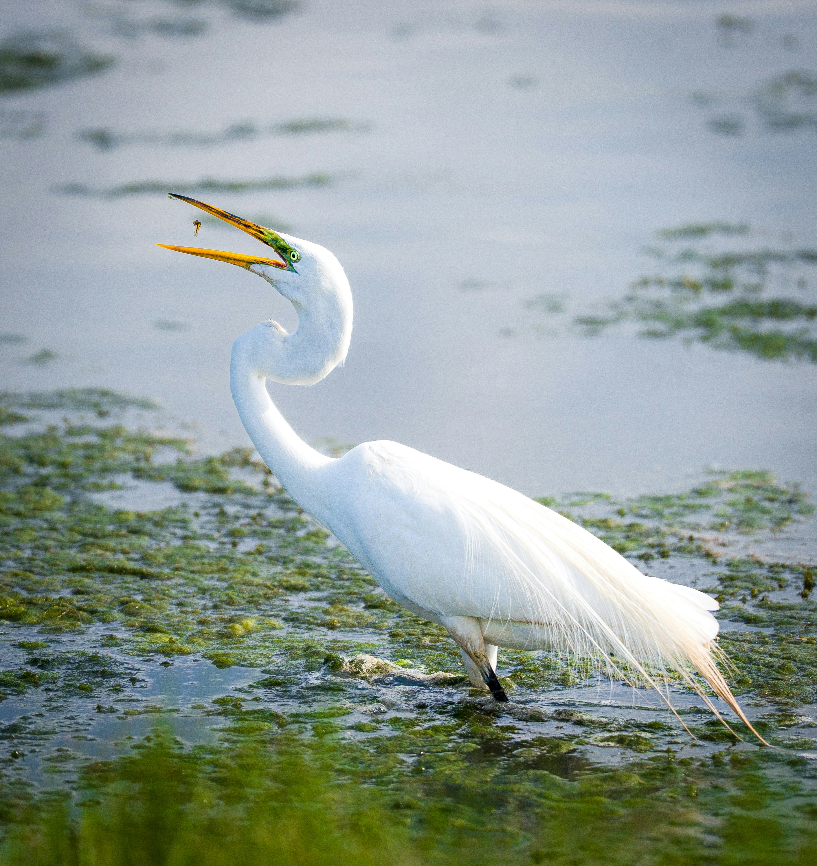 Arched Elegance: A White Heron Calls Across the Wetland