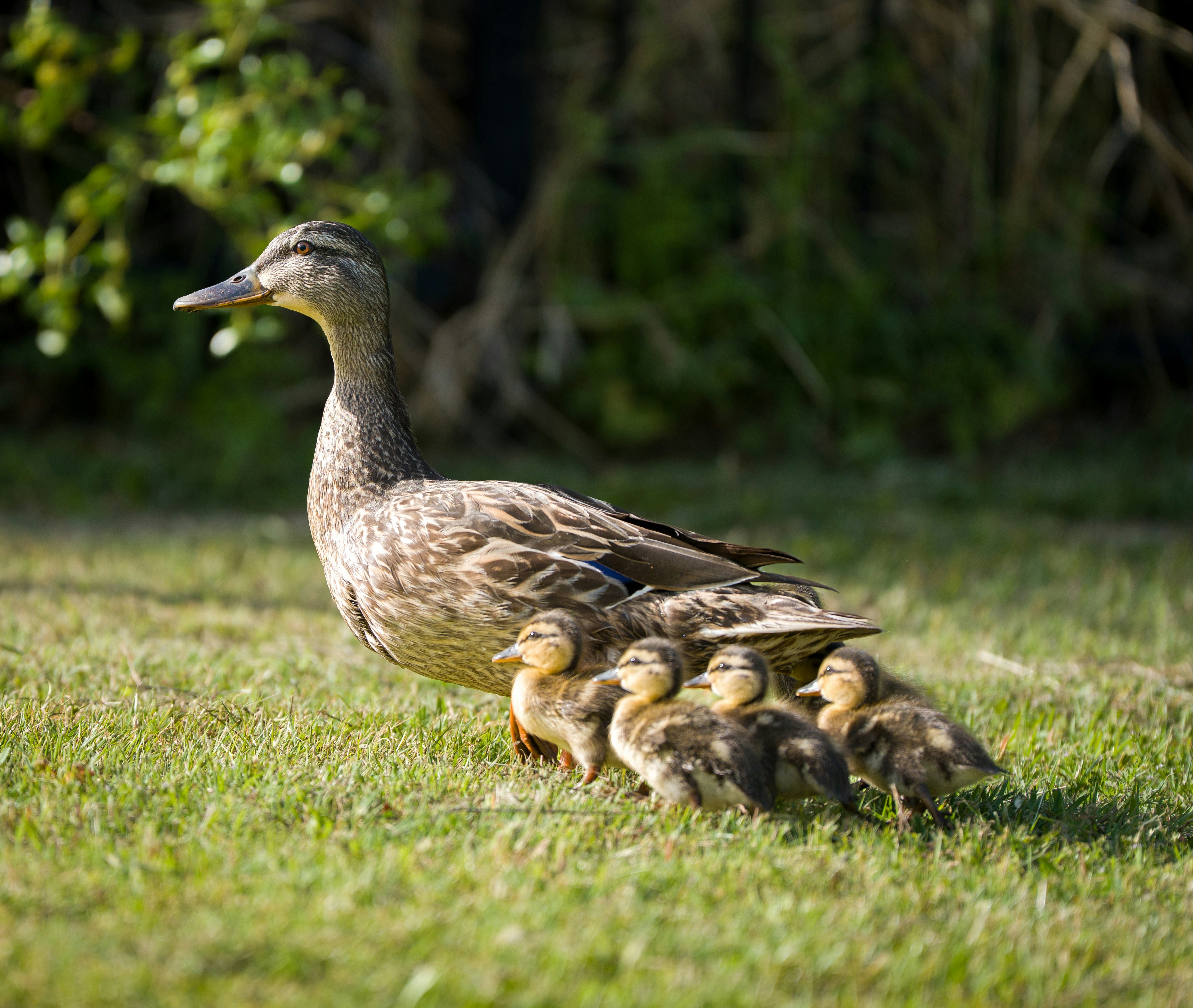 Mother Mallard Leading Her Ducklings Across Sunlit Turf