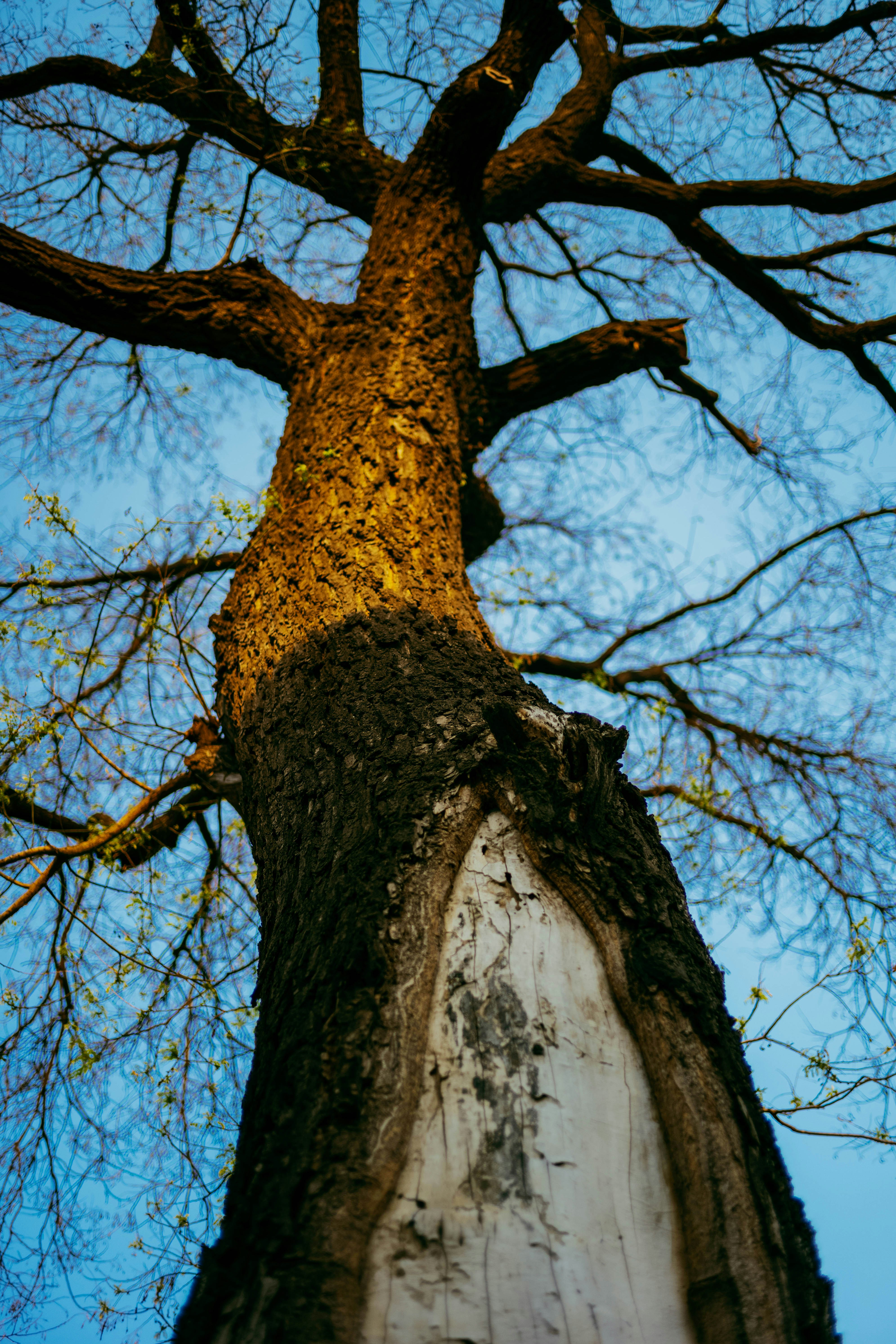 Tree Titan Reaching Skyward: A Moment of Gnarled Silence