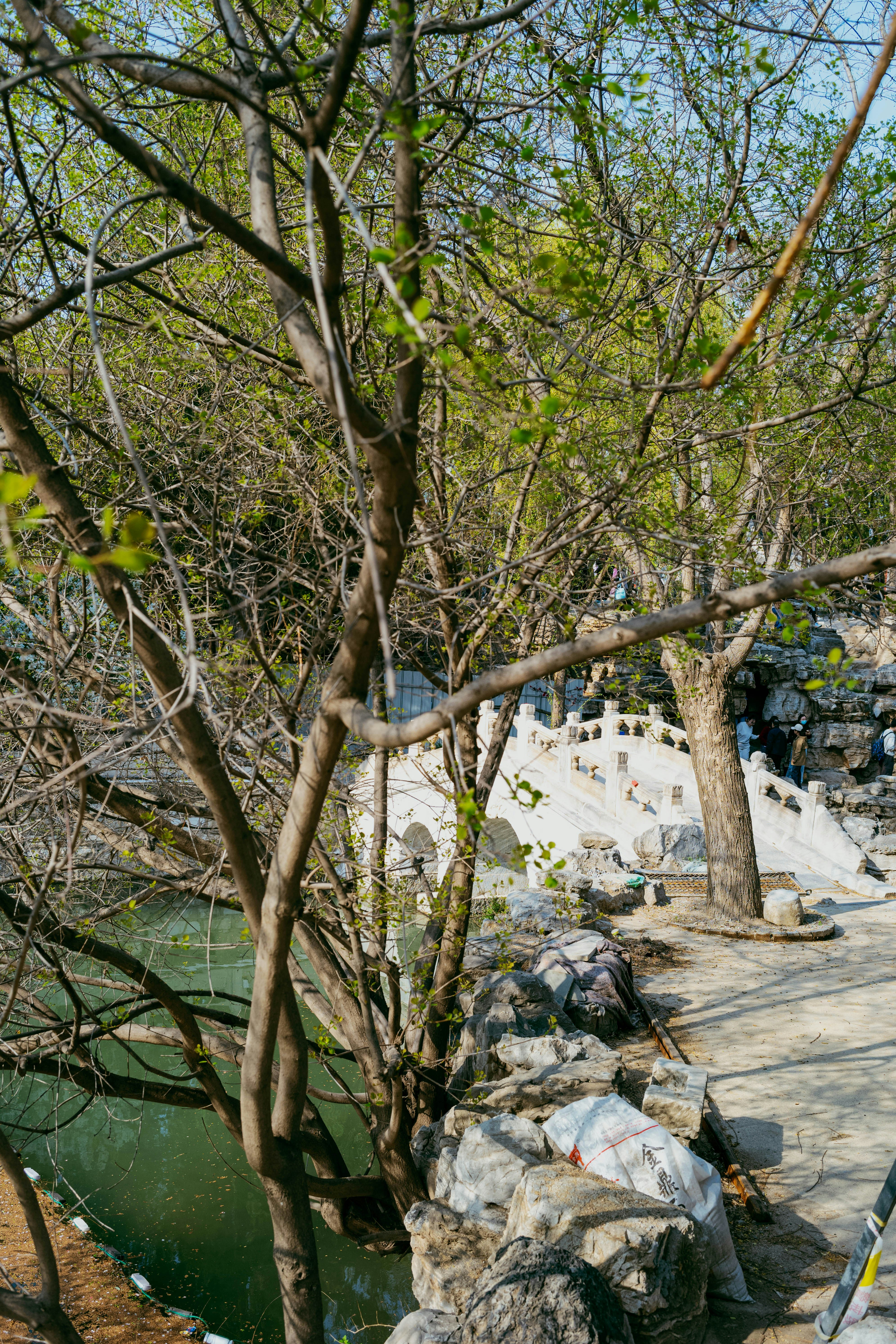 Hidden Oasis by the Steps: Trees Framing a Quiet Stone Stairway