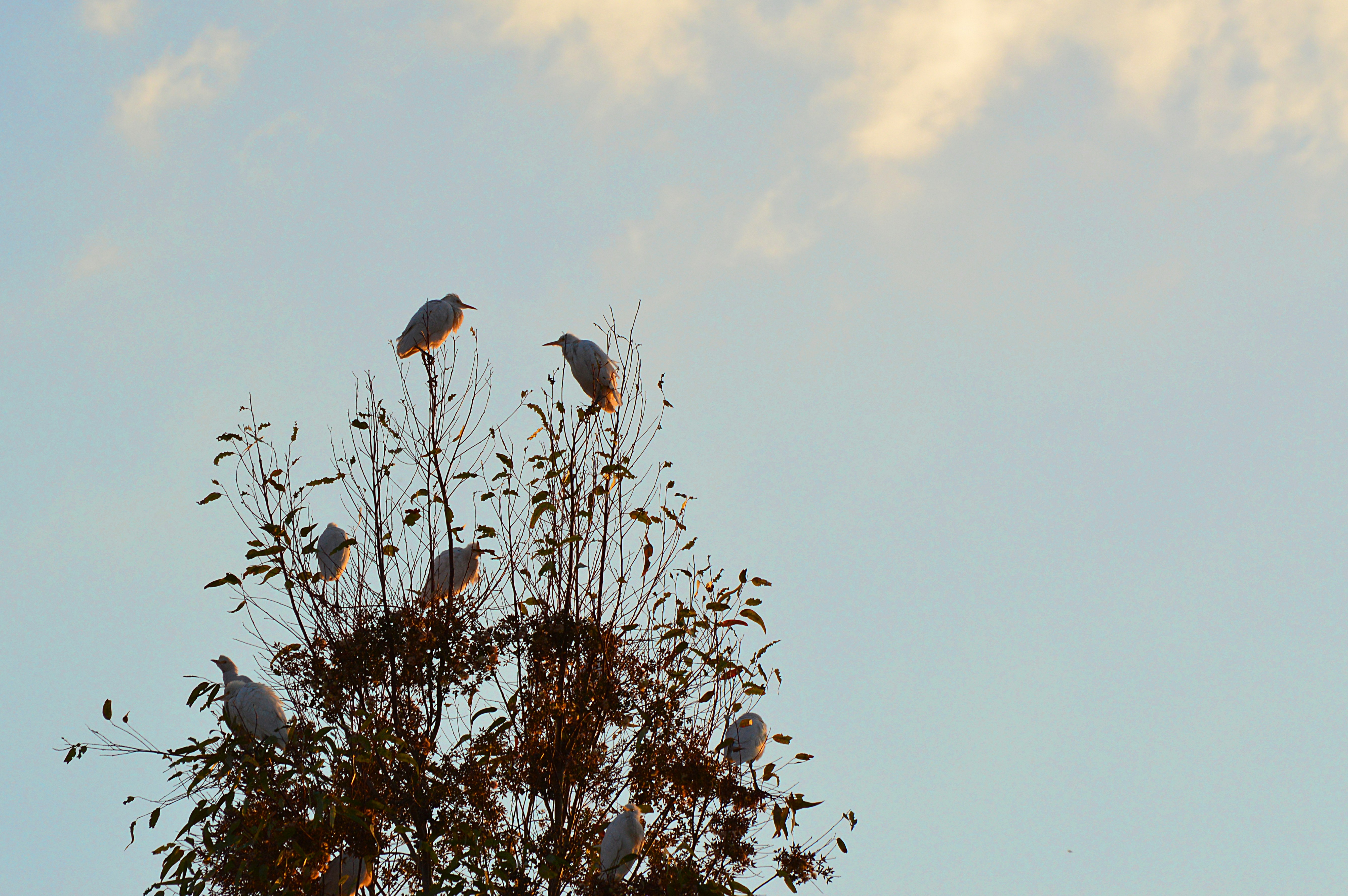 Perched Silence: Birds Silhouettes in a Citrus Sky