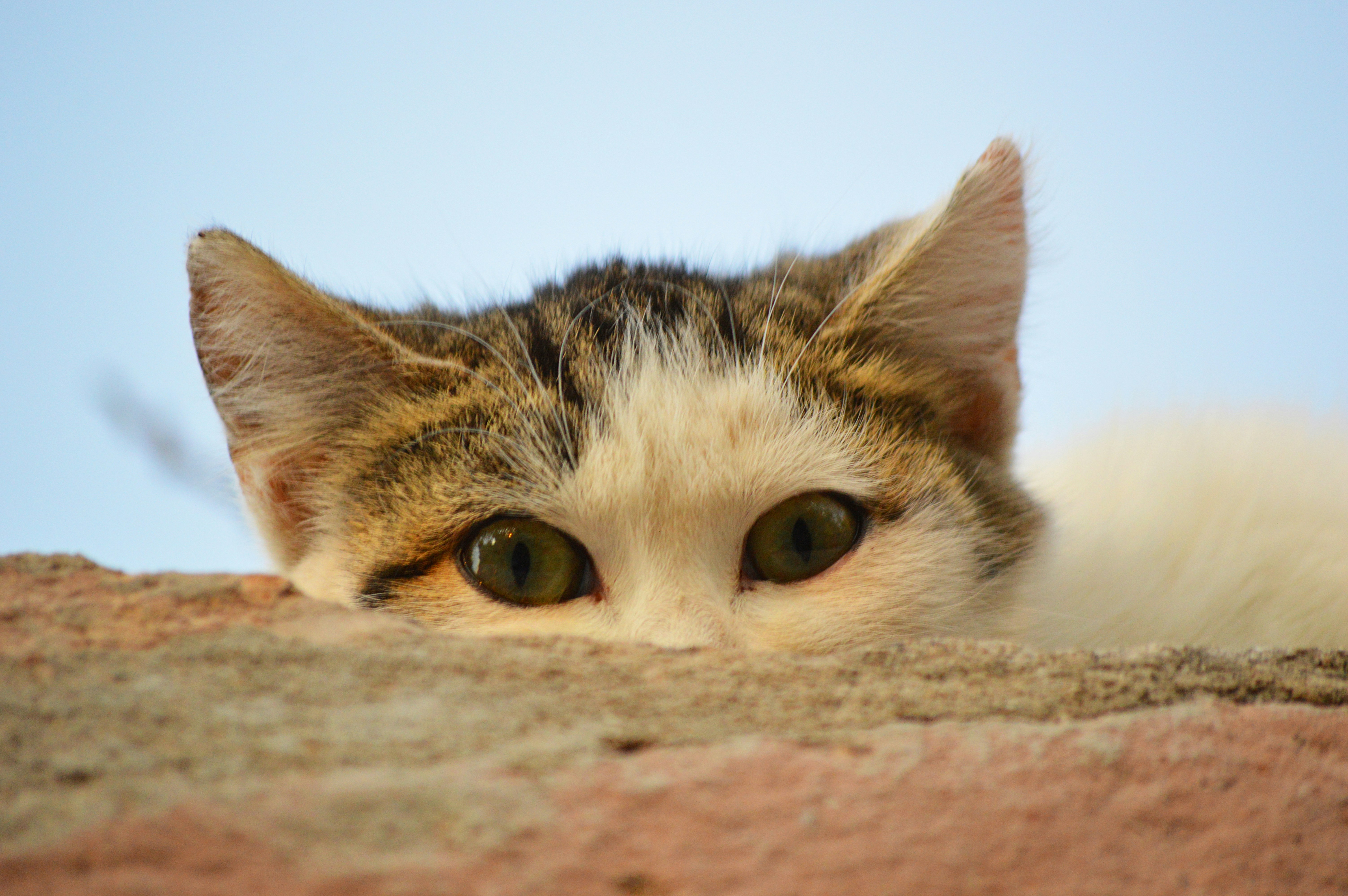 Whiskered Gaze Over the Wall