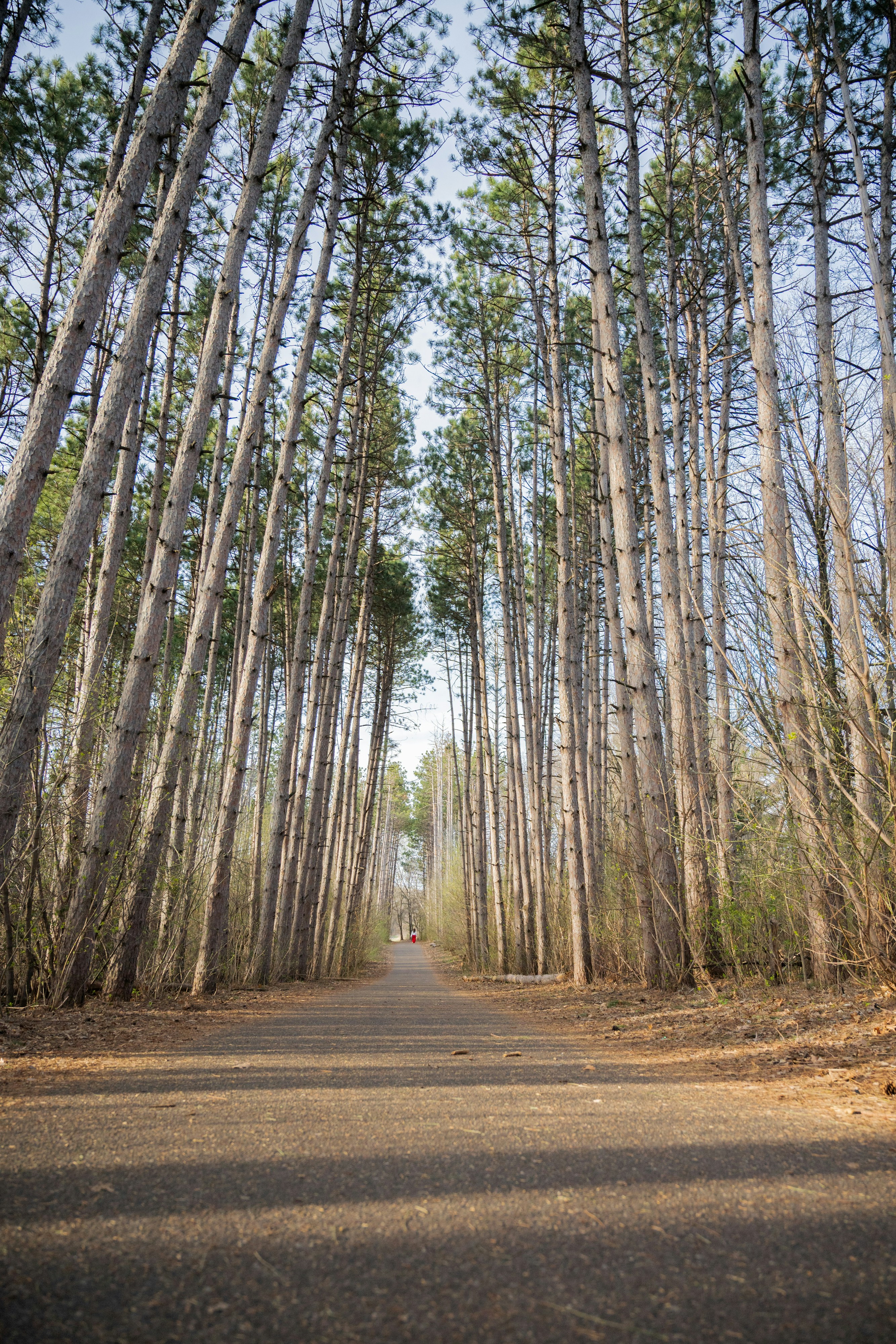 Tree-arched Path: A Quiet Corridor Through Tall Pines