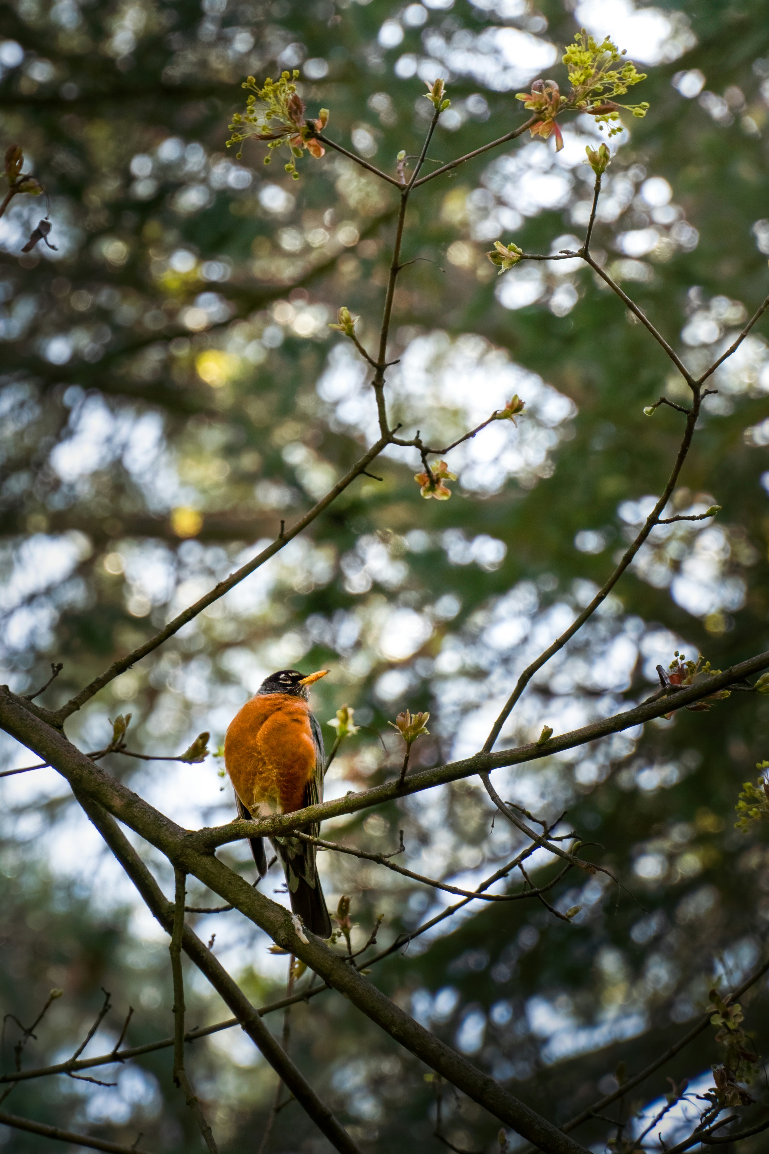 Crimson Ember on a Quiet Branch
