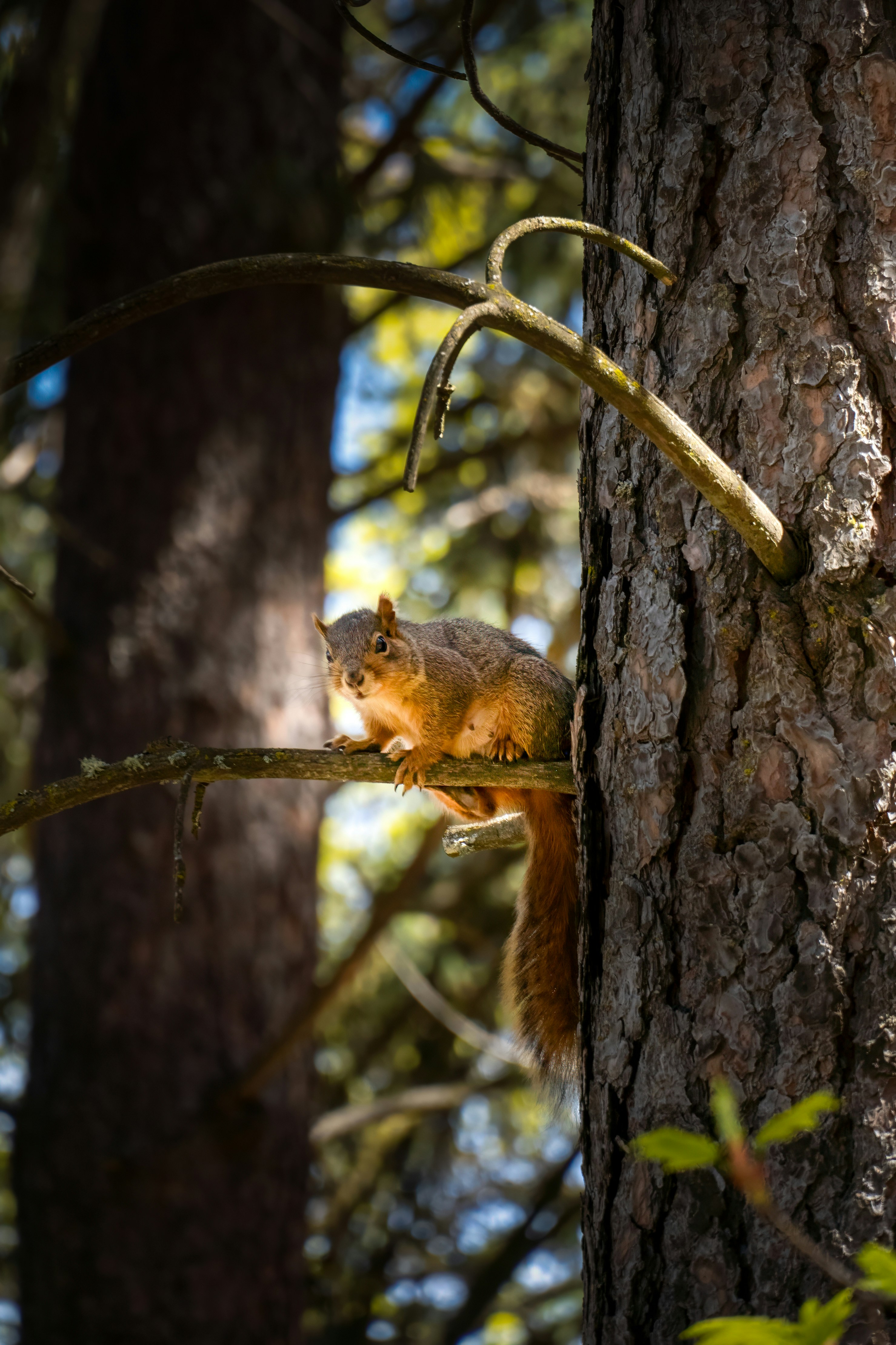 Squirrel Nestled on a Pine Branch: Sunlit Moment in the Forest
