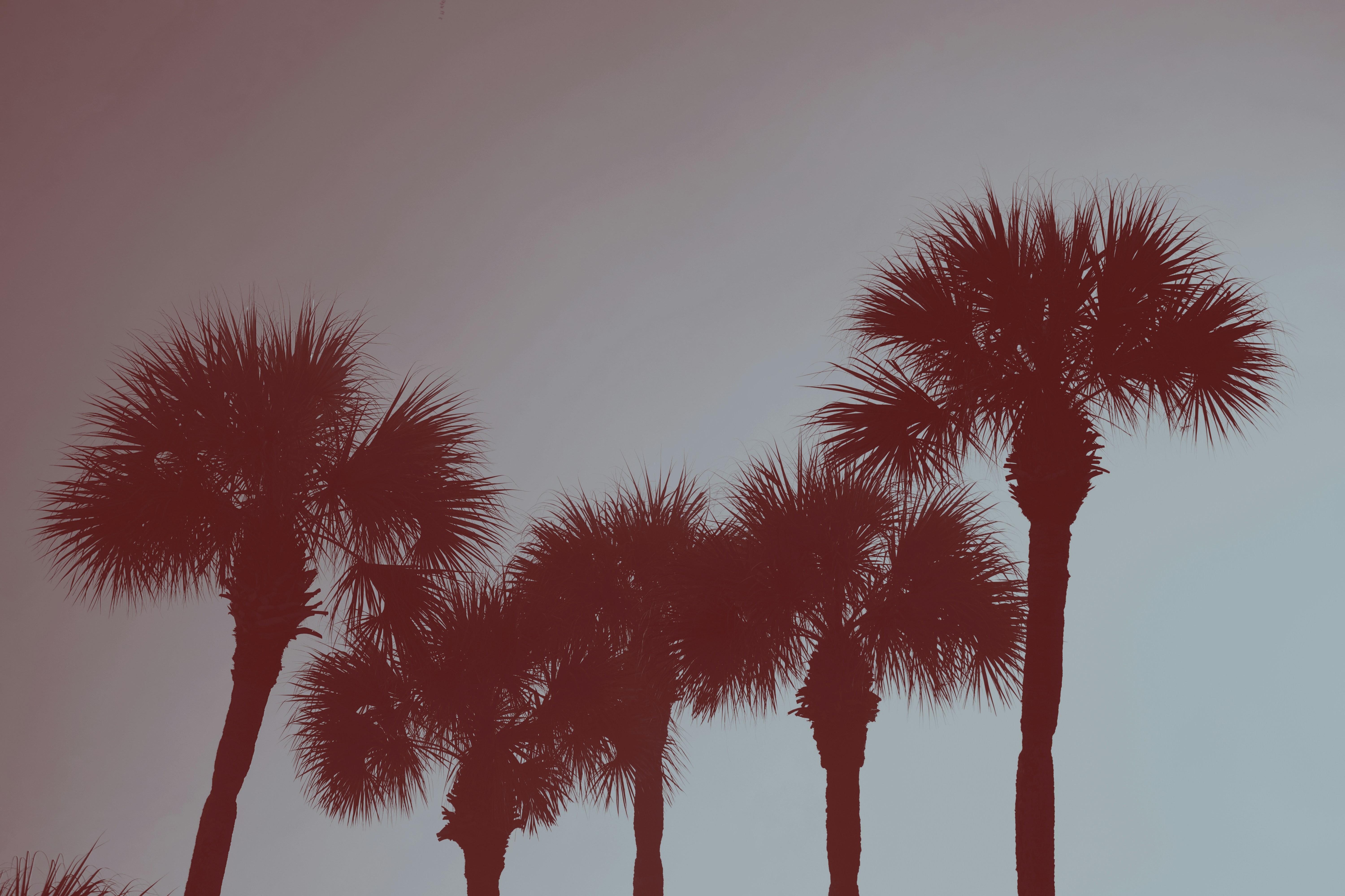 Silhouetted Palm Chorus at Dusk