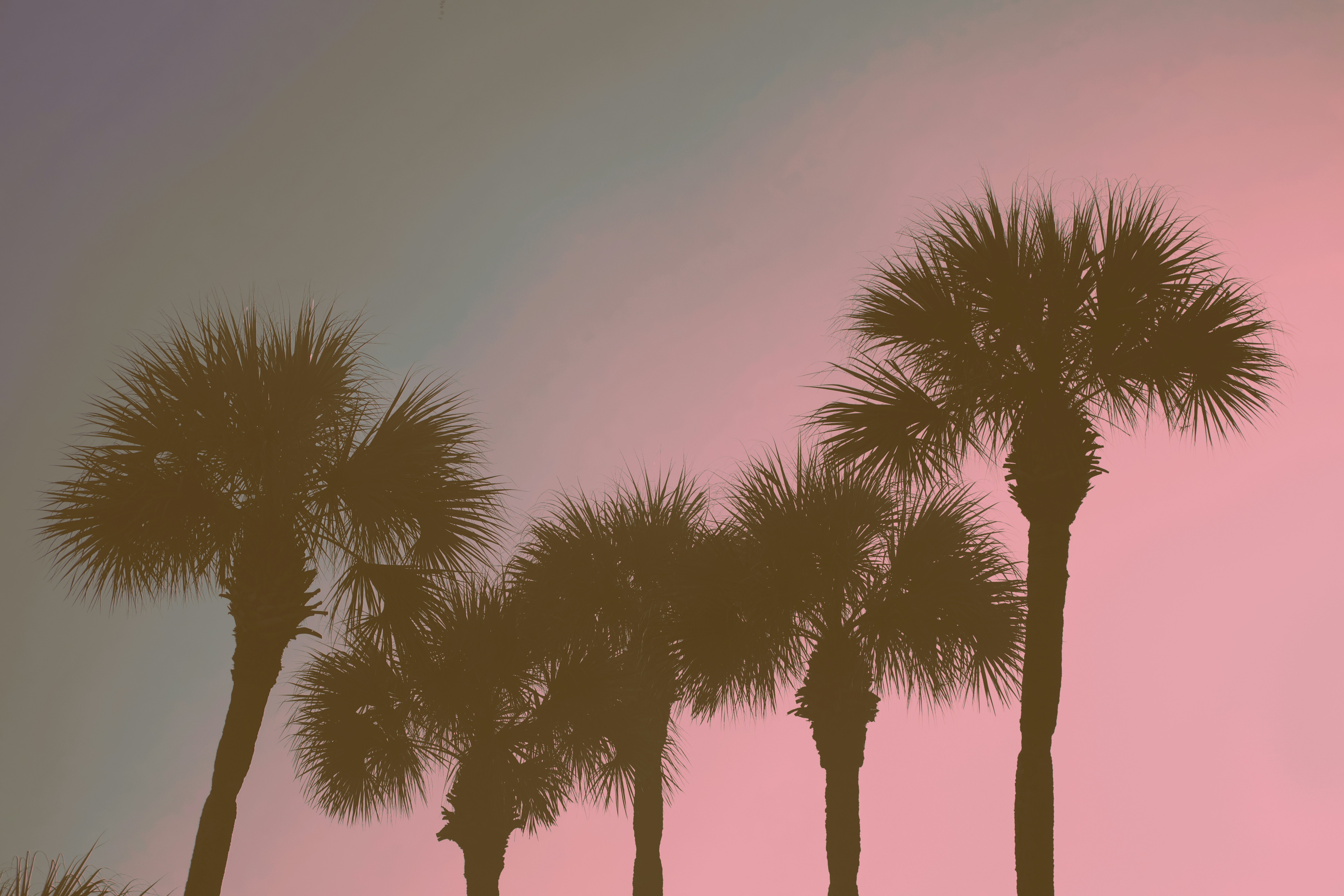 Palm silhouettes at sunset with muted gradient sky