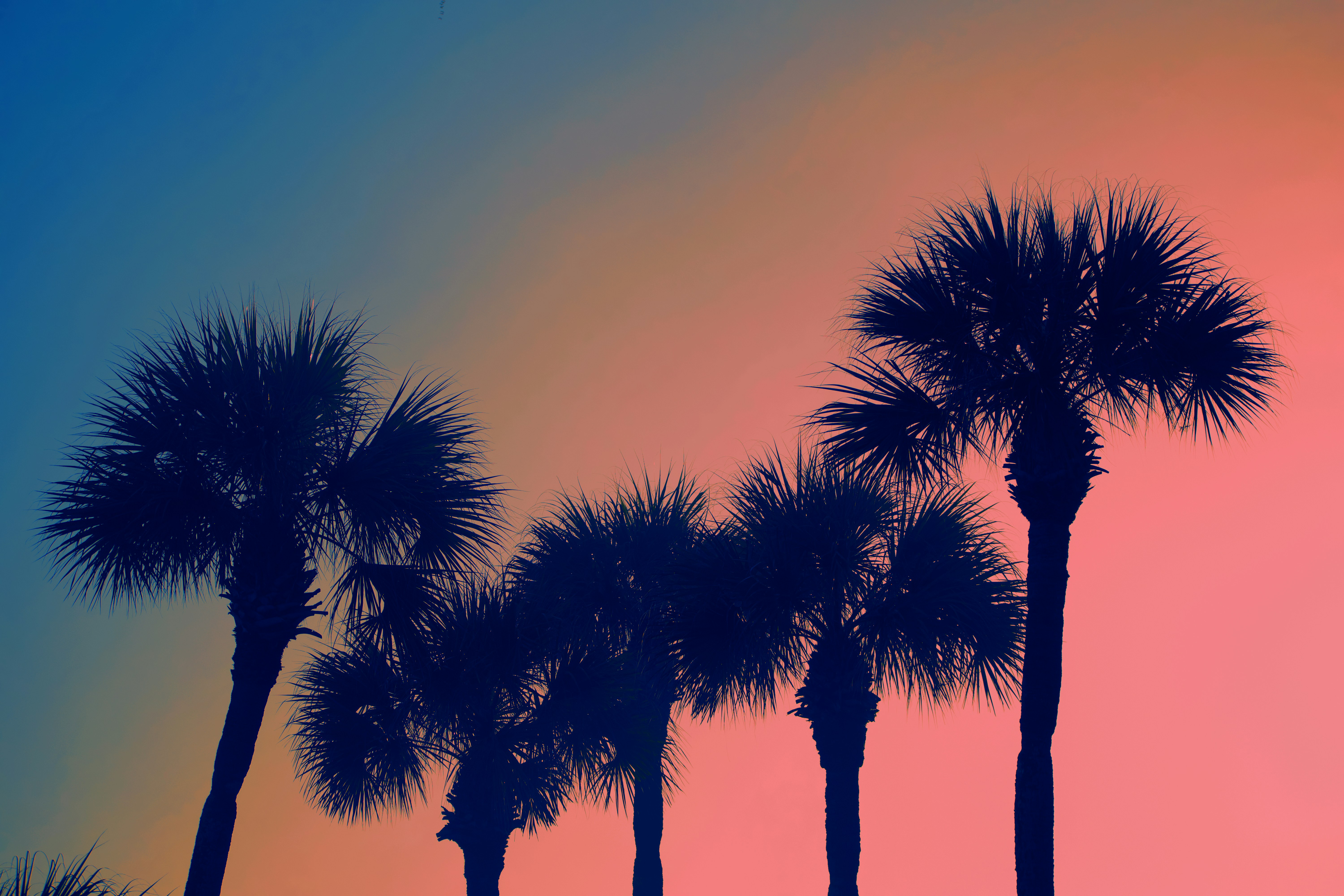 Palm Shadow Serenade at Sunset Gradient