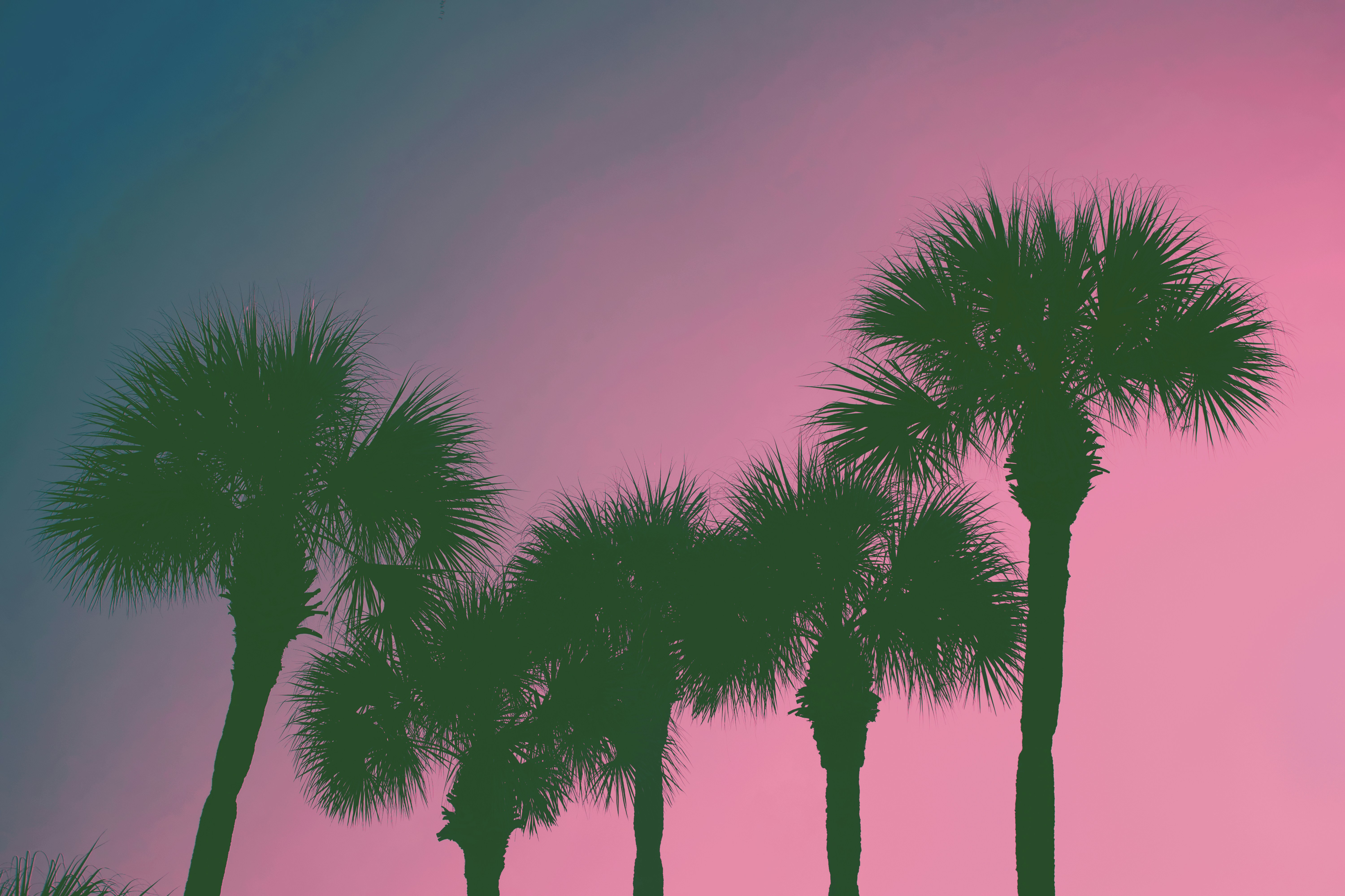 Palm Skyline at Dusk: Silhouettes Against a Pink-Blue Gradient