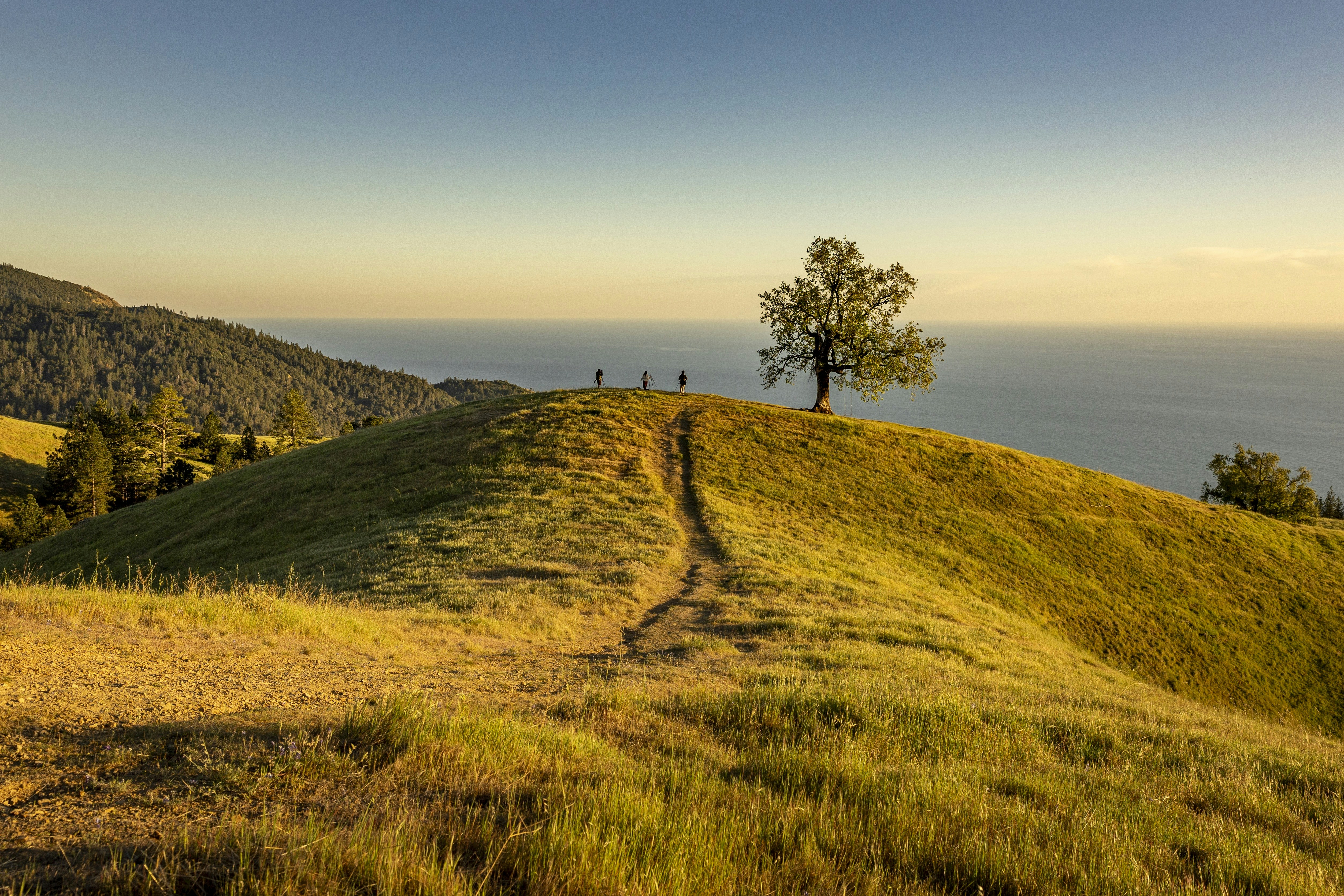 Golden Hilltop at Dusk: A Lone Tree Guards the Ocean Horizon