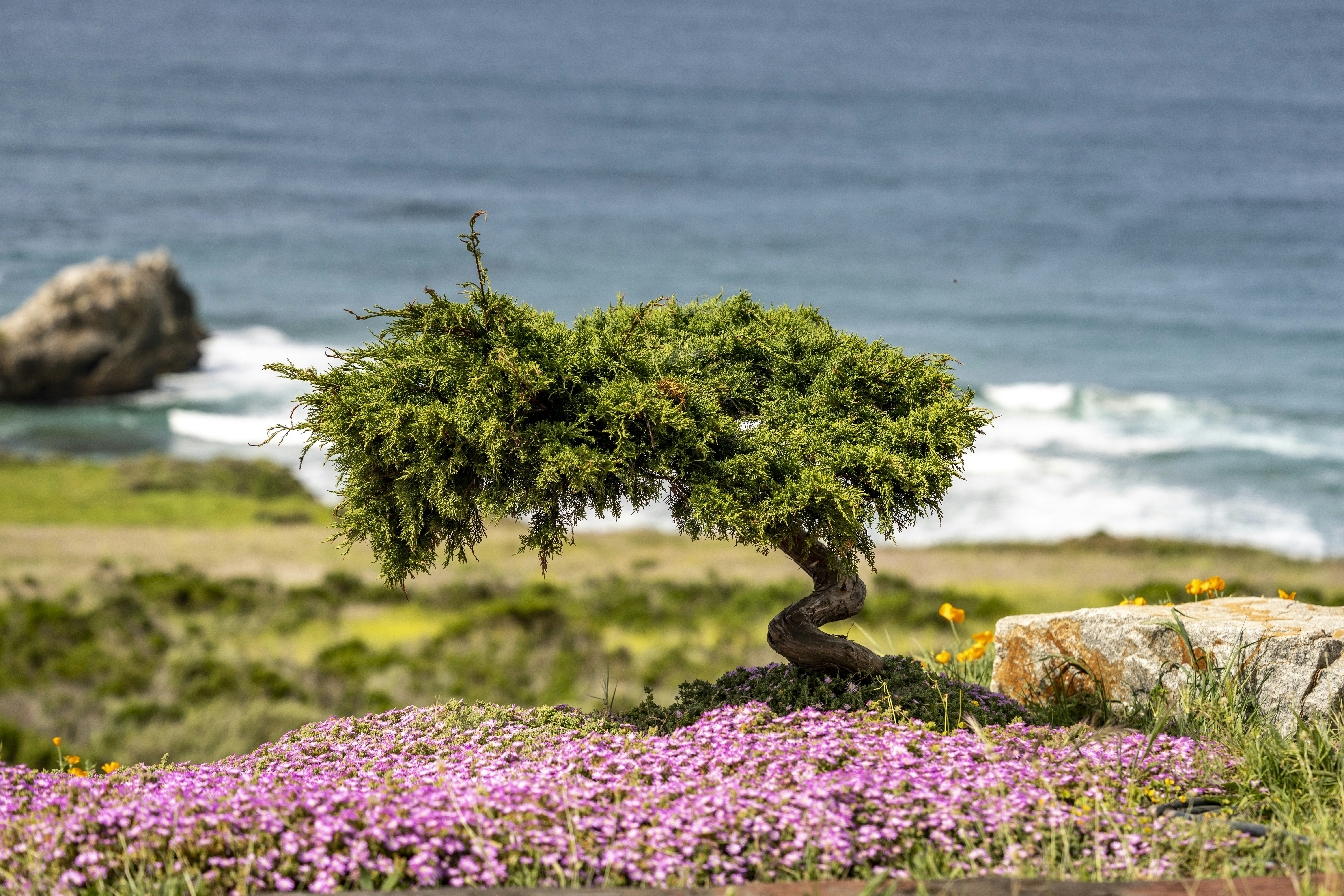 Bent Bonsai on a Sea-Blue Cliff