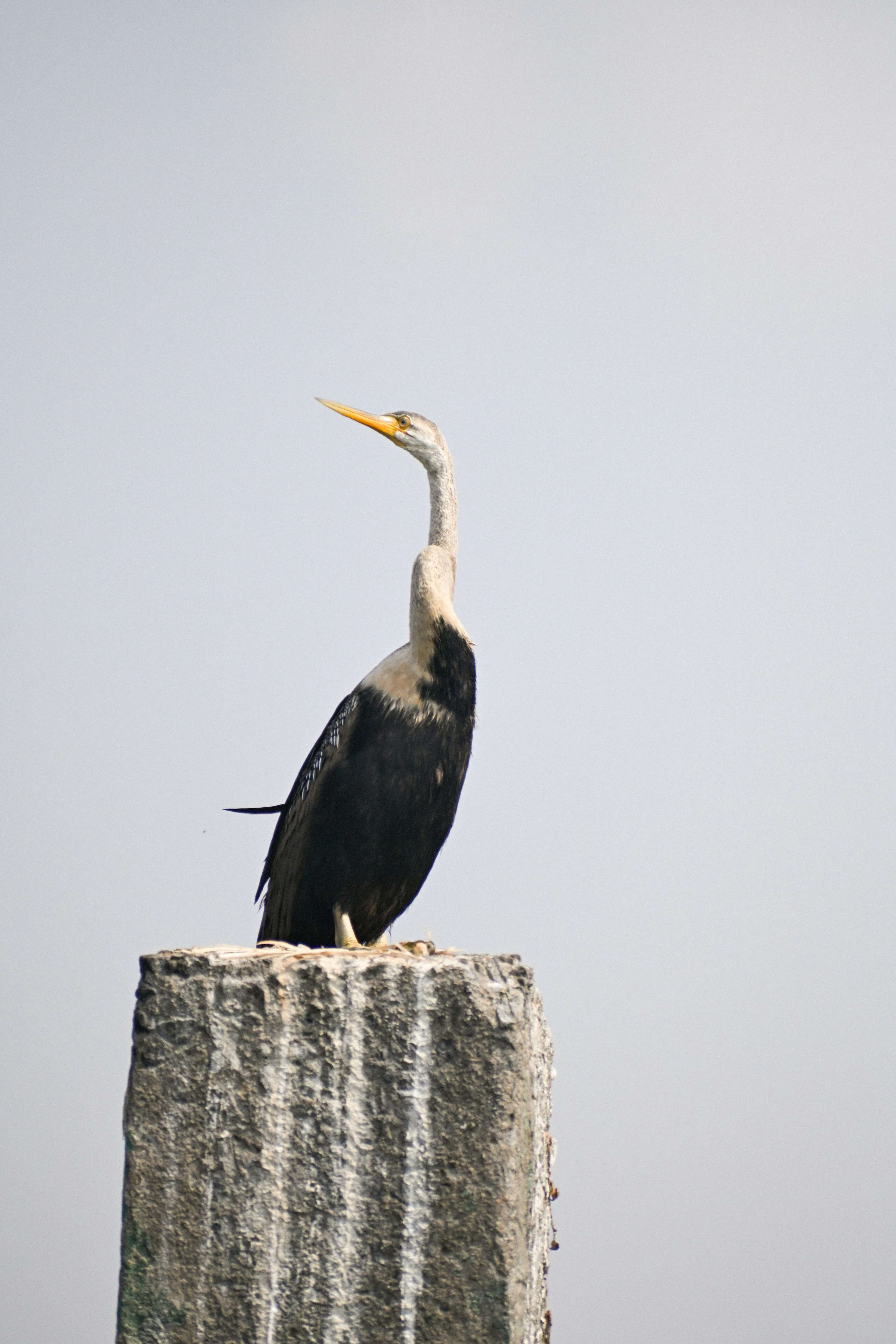 Perched Heron in Soft Backlight, Salt-White Post