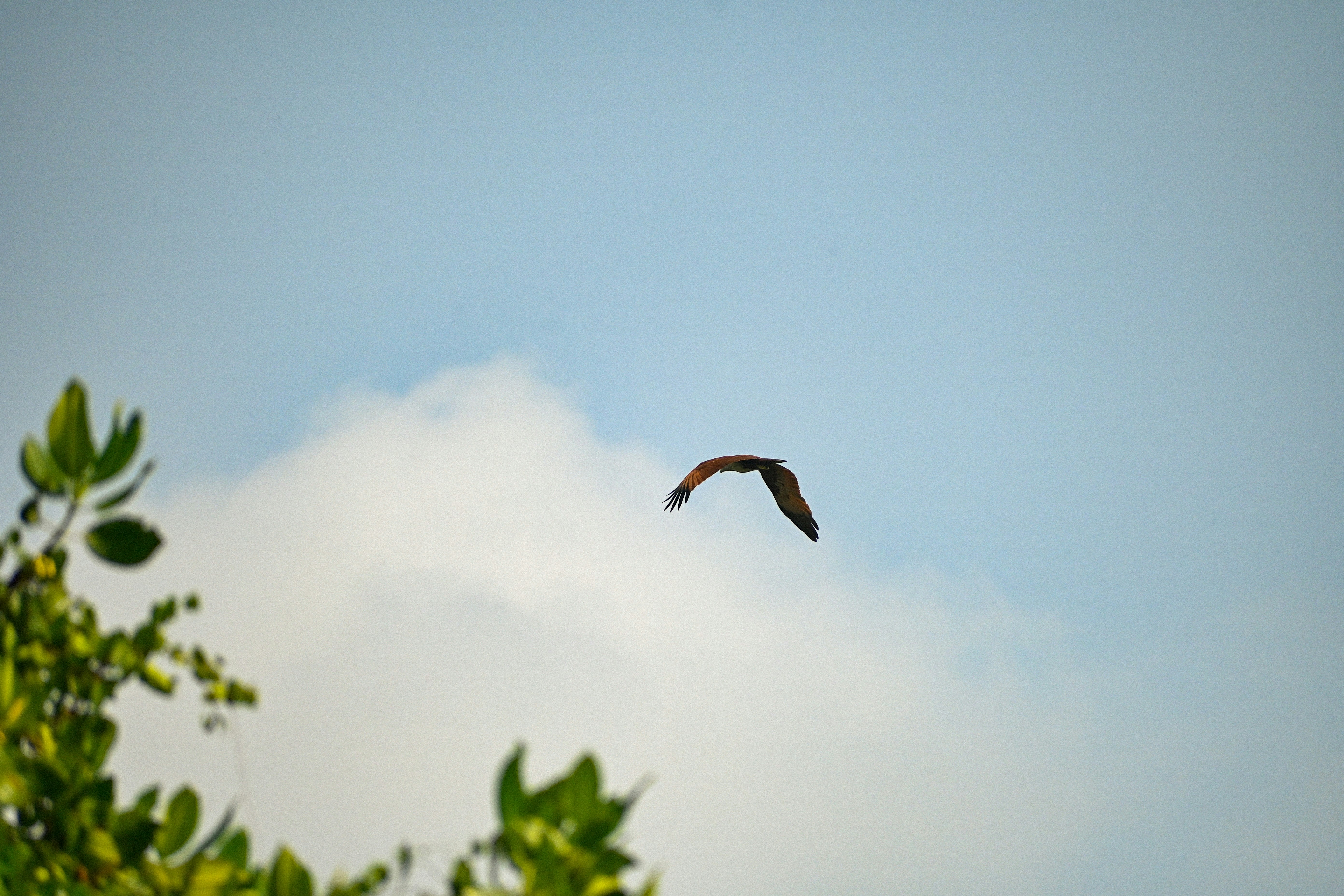 Soaring Silhouette: A lone hawk carving through a bright sky