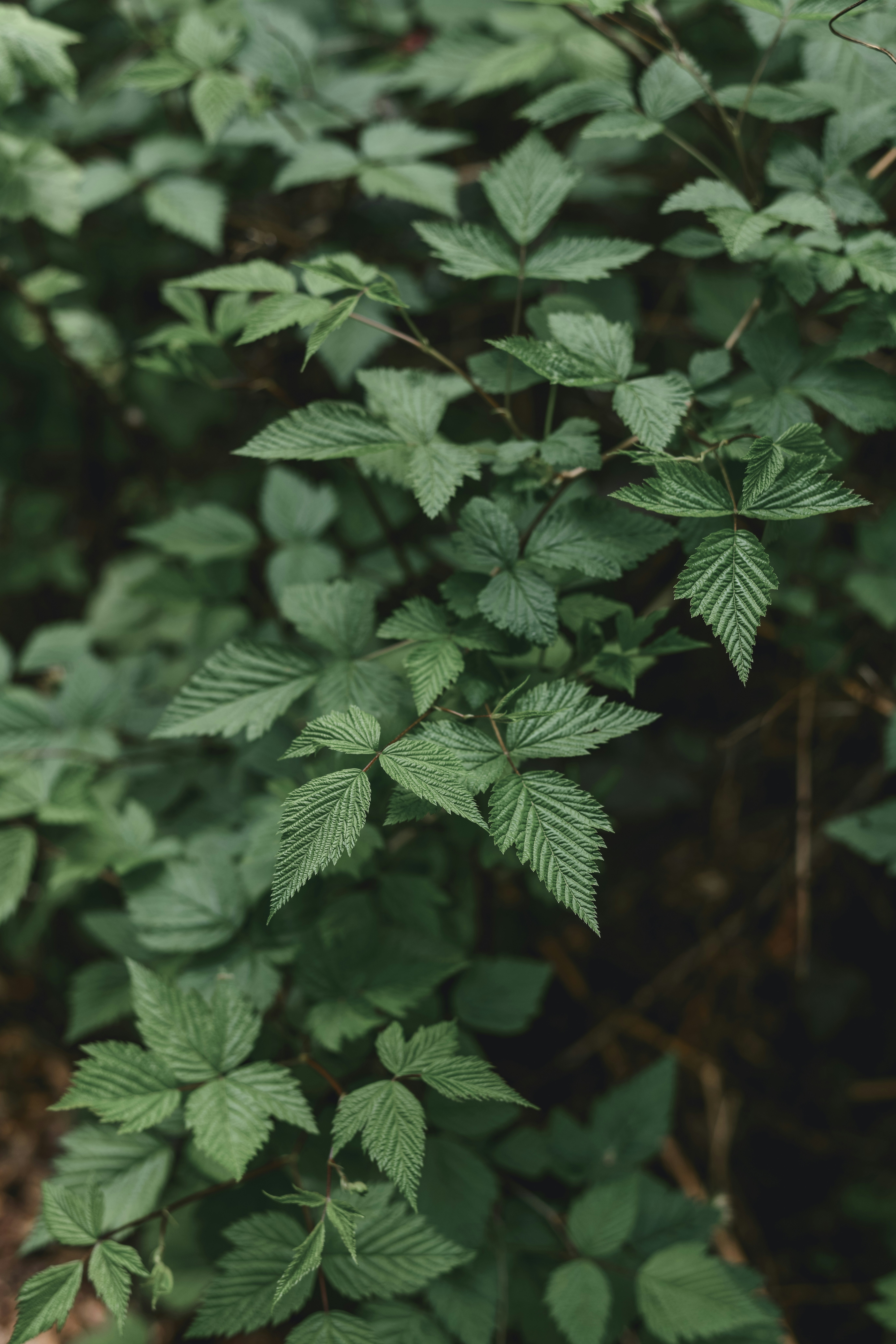 Emerald Veil: Netted Leaves in Quiet Shade