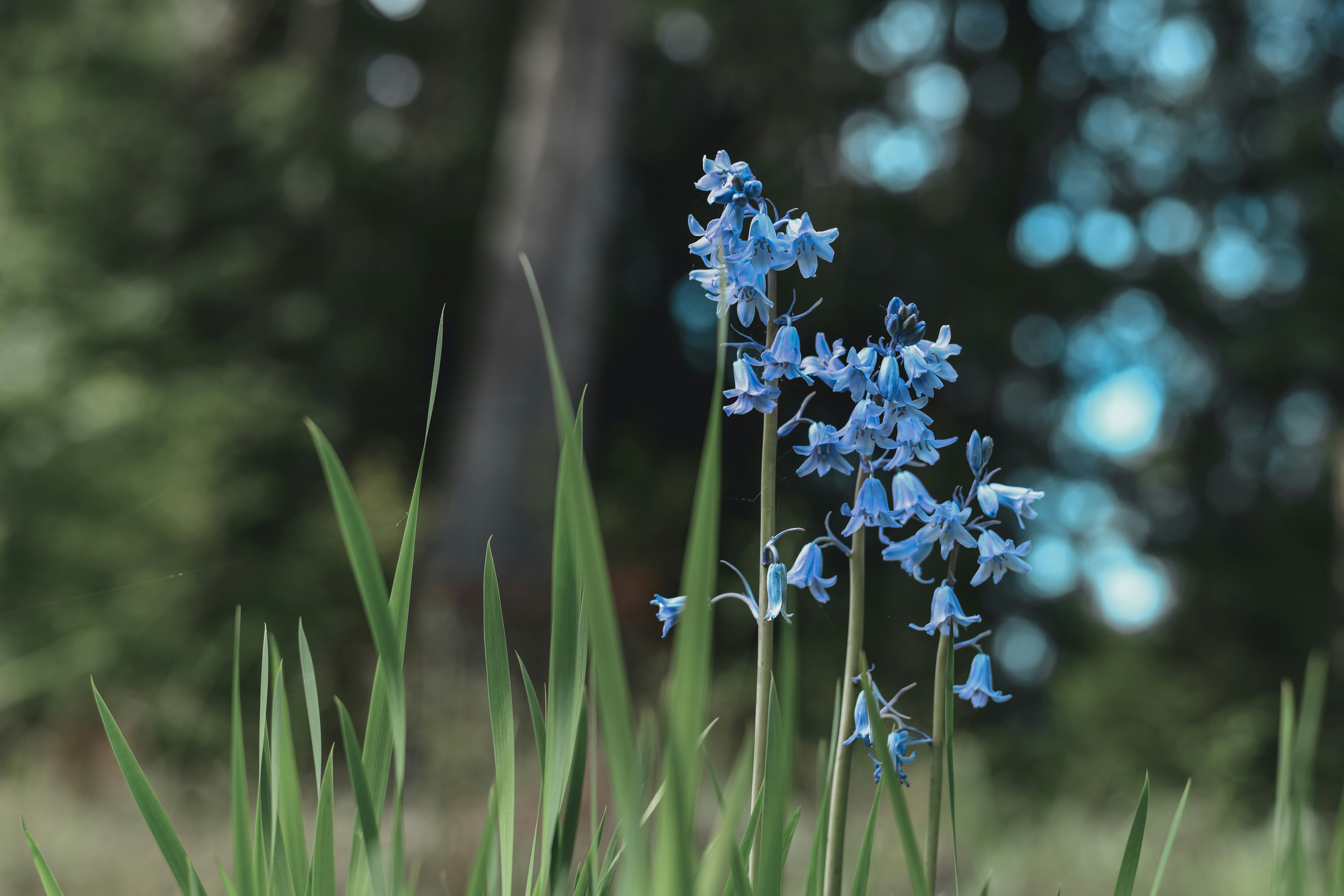 Blue Spring Bloom: A Delicate Cluster Standing Against Forest Backdrop
